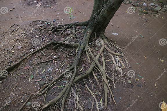 Tree with Roots Creeping on the Ground Stock Photo - Image of closeup ...