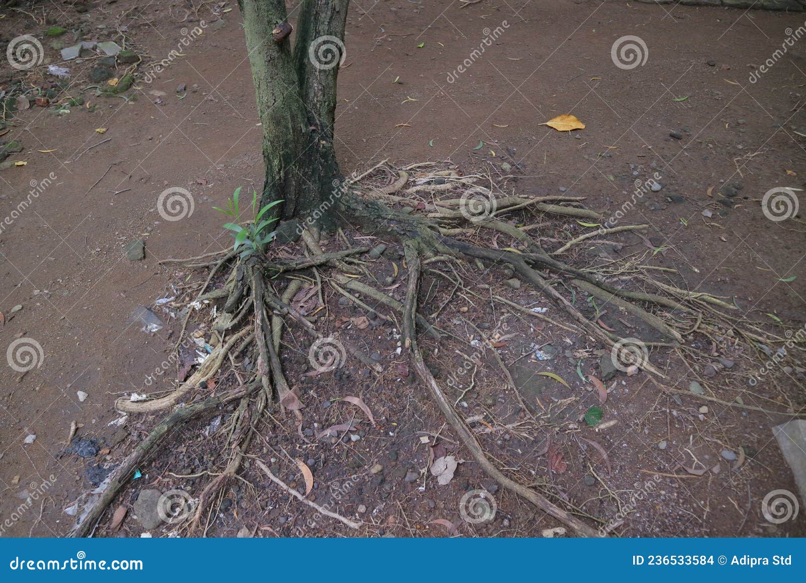 Tree with Roots Creeping on the Ground Stock Photo - Image of forest ...