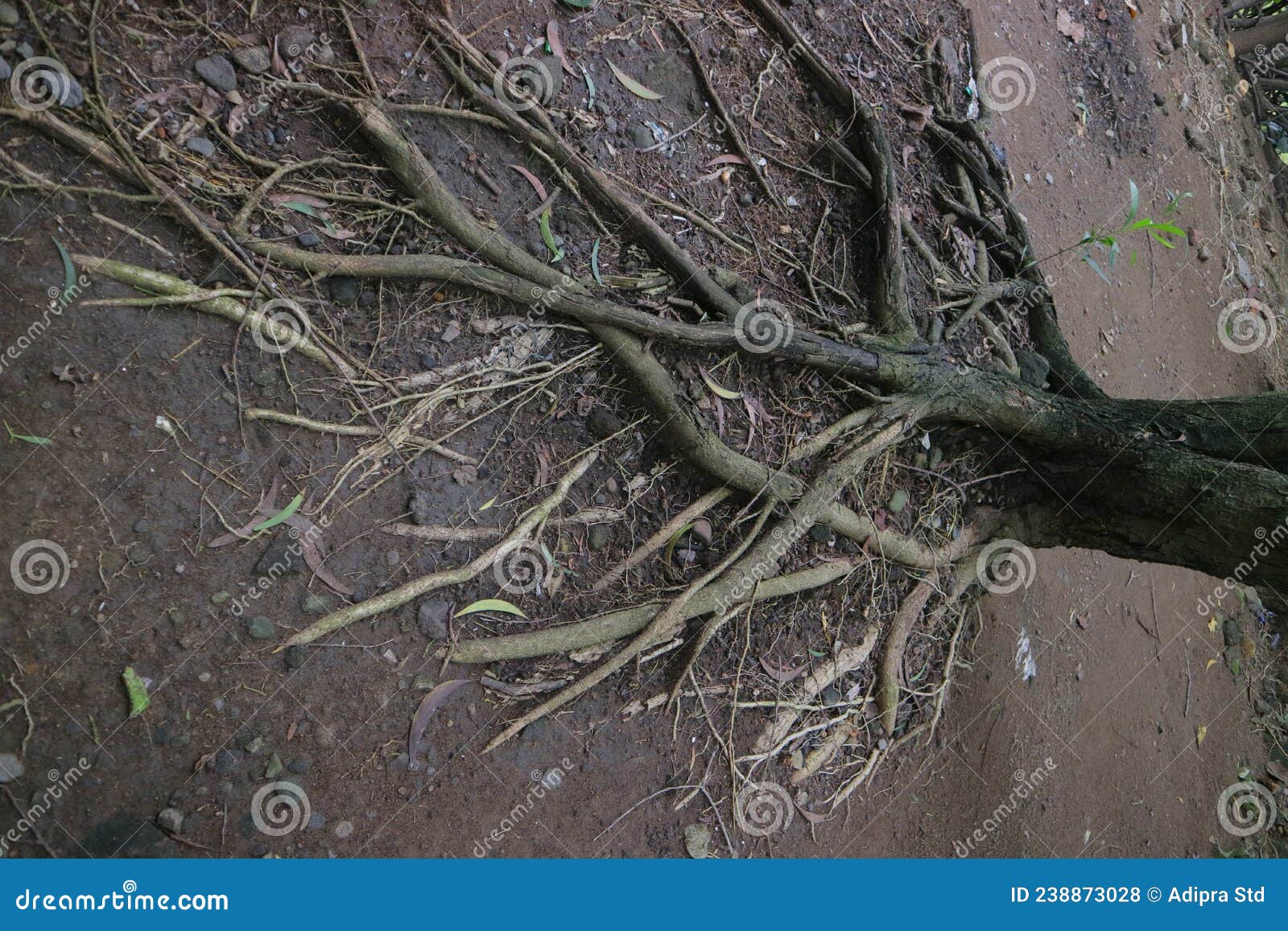 Tree with Roots Creeping on the Ground Stock Photo - Image of ...