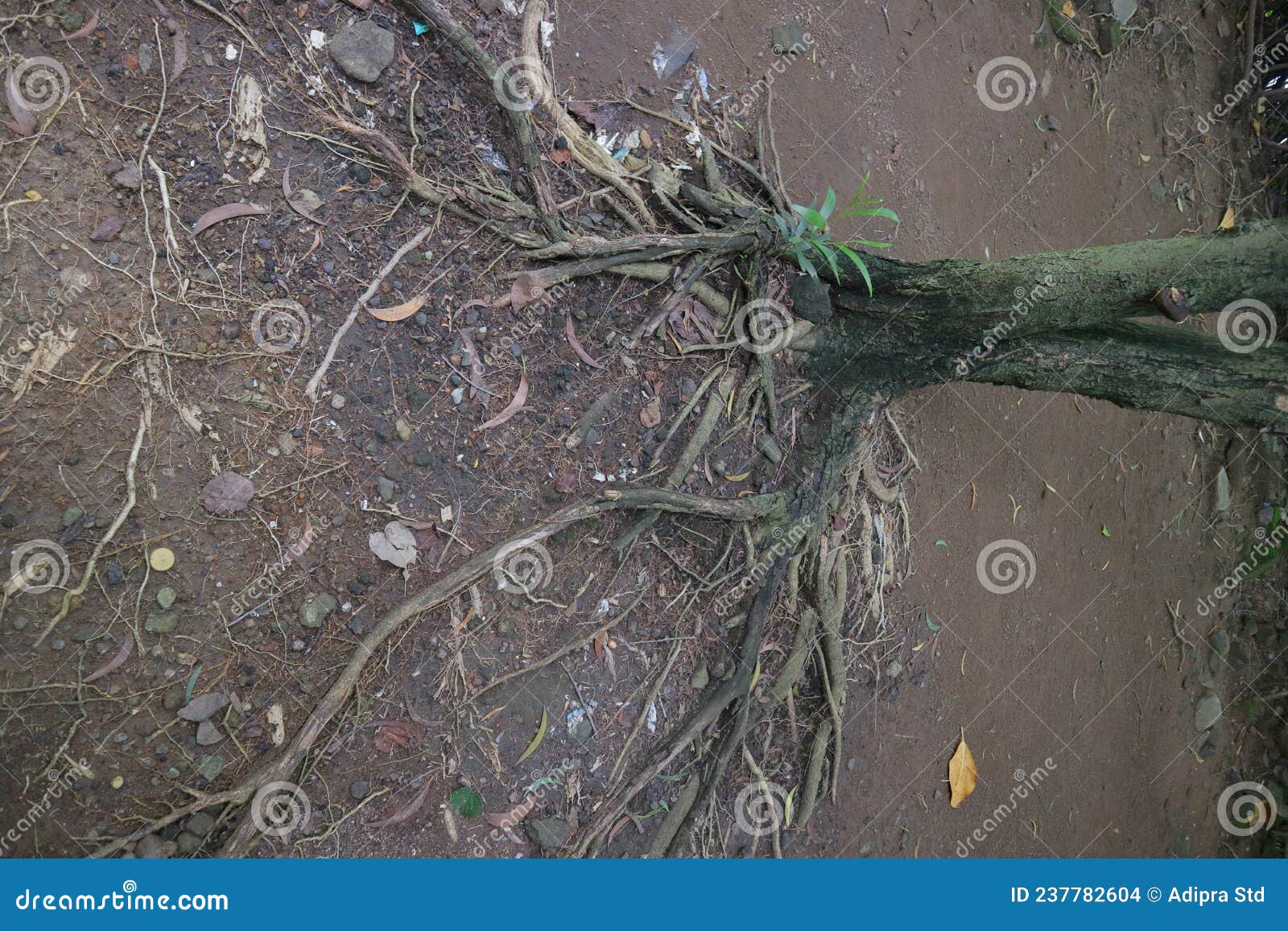Tree with Roots Creeping on the Ground Stock Photo - Image of death ...