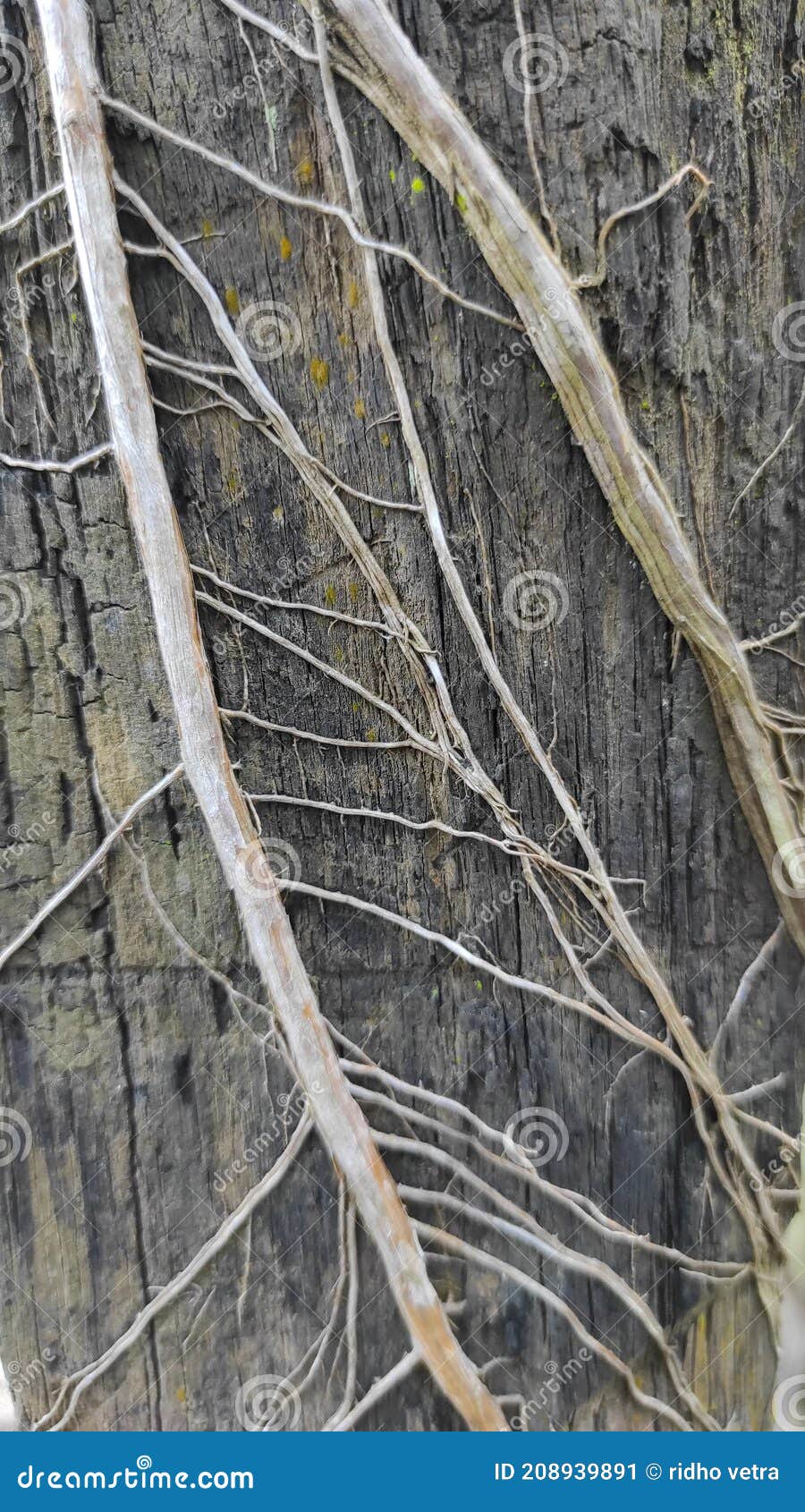 Tree Roots Creeping Up the Wall Stock Image - Image of tree, roots ...