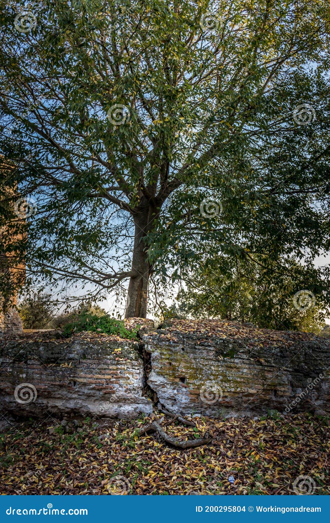 Tree Roots Damaging a Stone Wall Stock Photo - Image of strong, wall ...