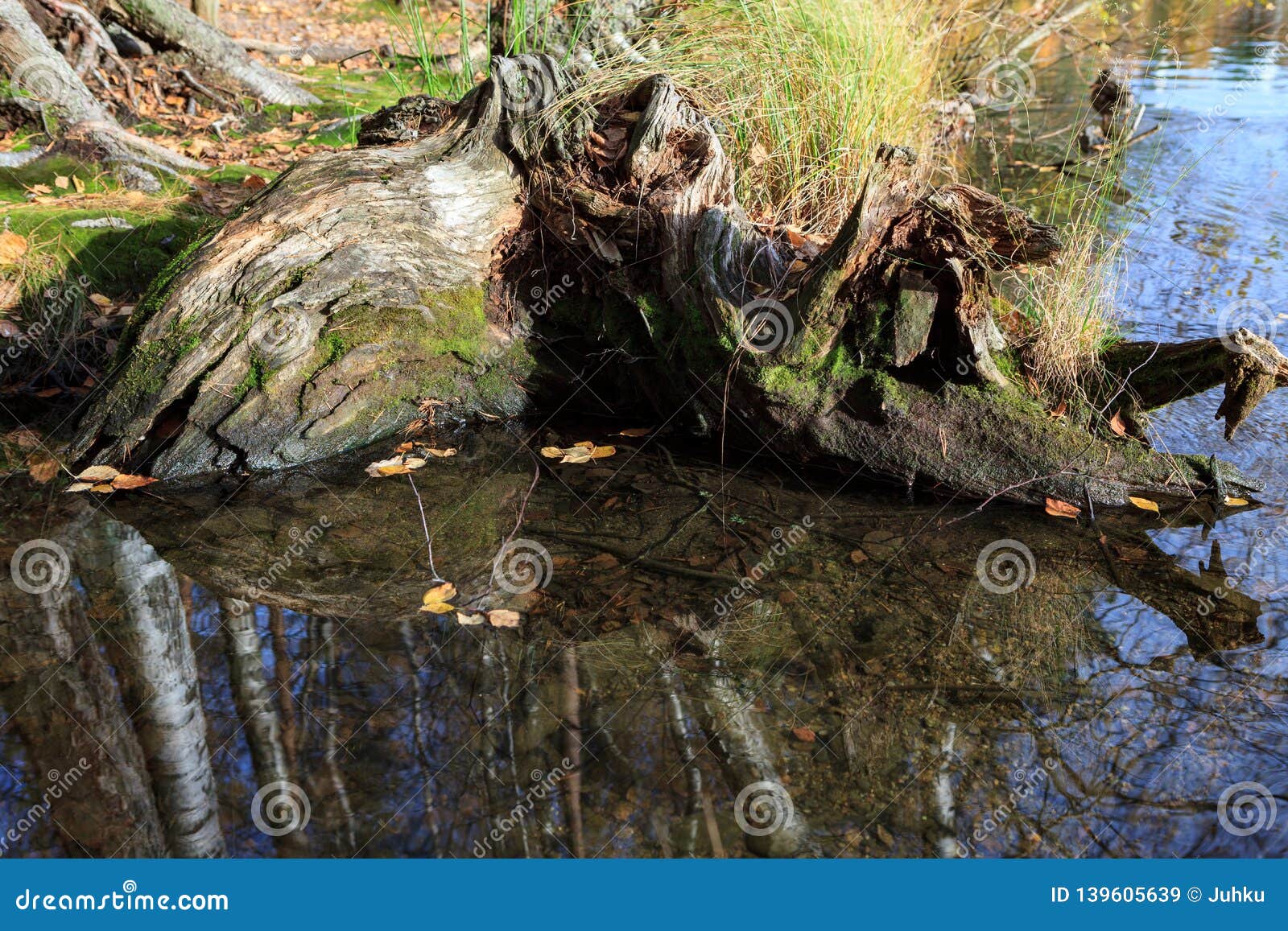 Tree roots decay in water stock image. Image of outdoor - 139605639