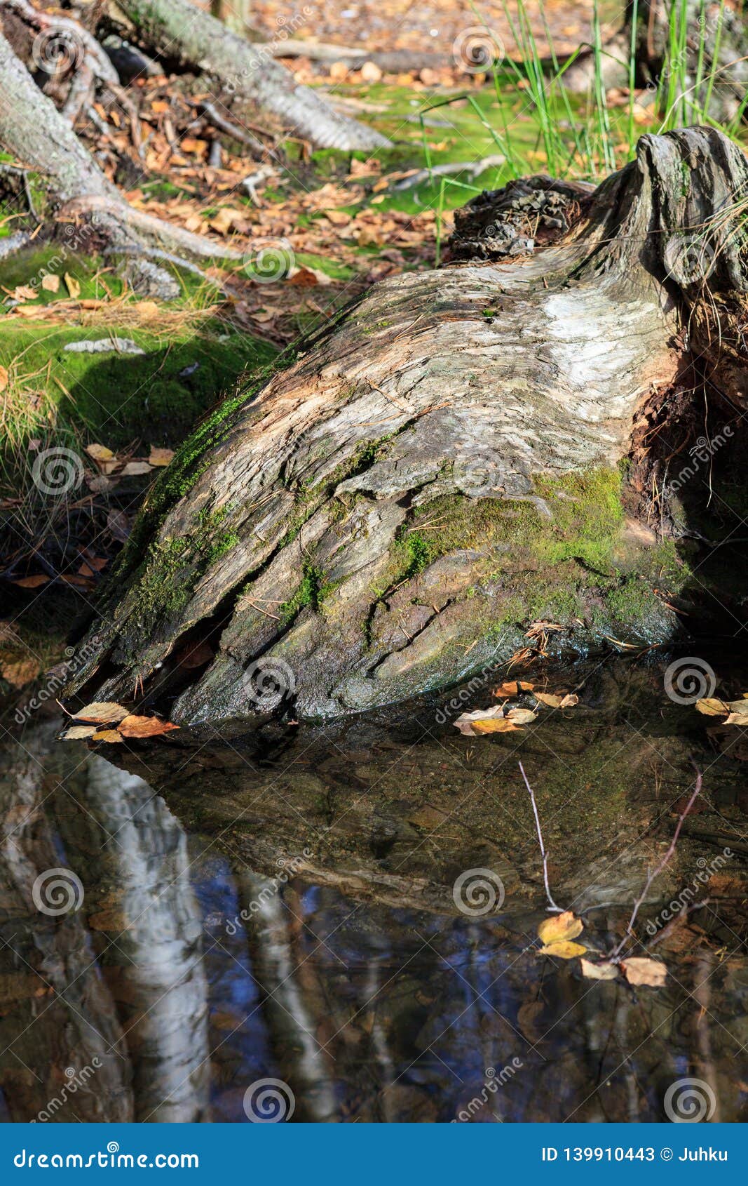 Tree roots decay in water stock image. Image of sunny - 139910443