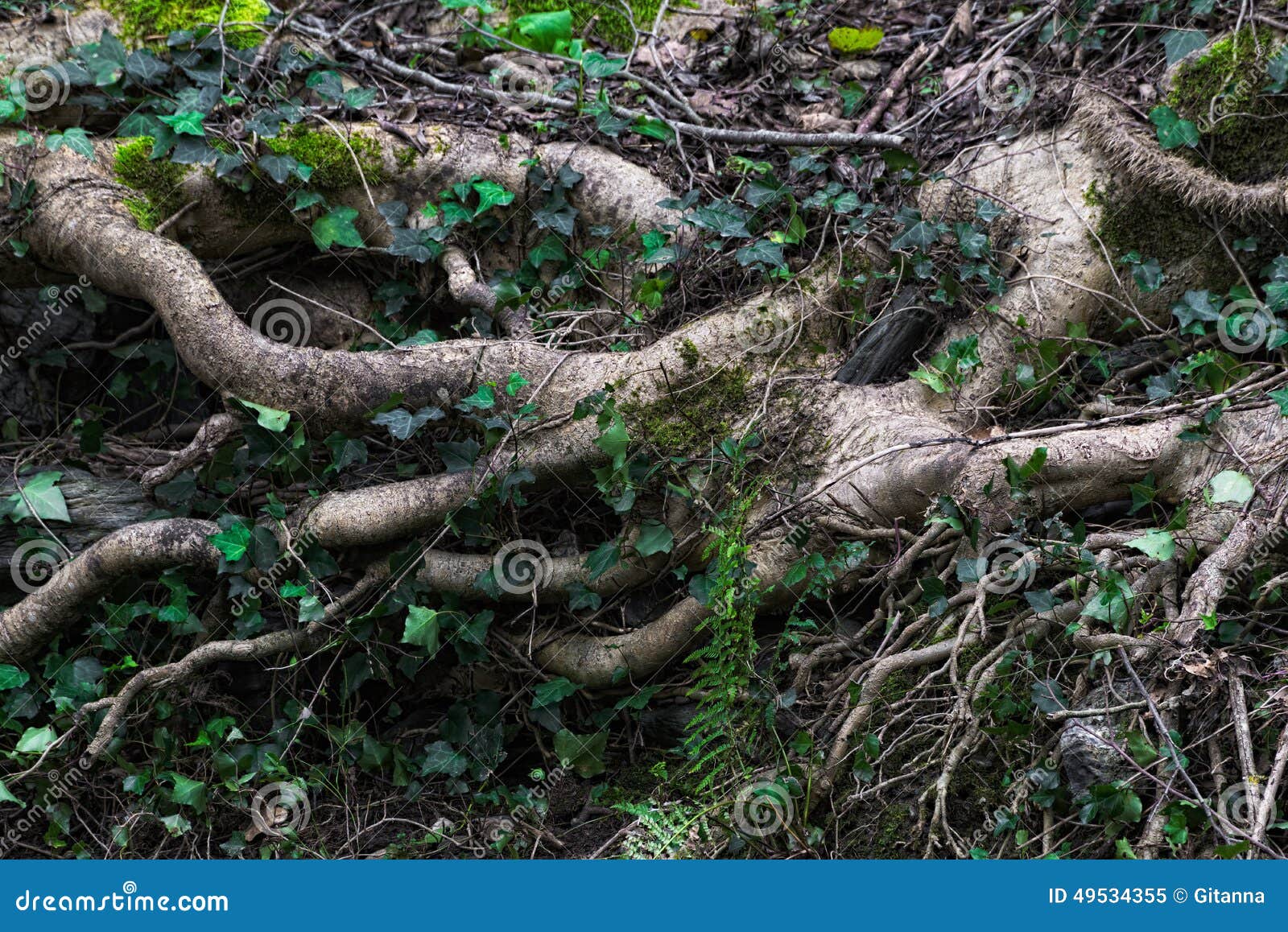 Tree roots stock image. Image of root, life, green, nature - 49534355