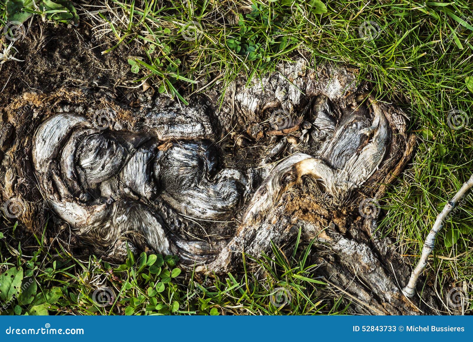 Tree roots details stock image. Image of roots, pattern - 52843733
