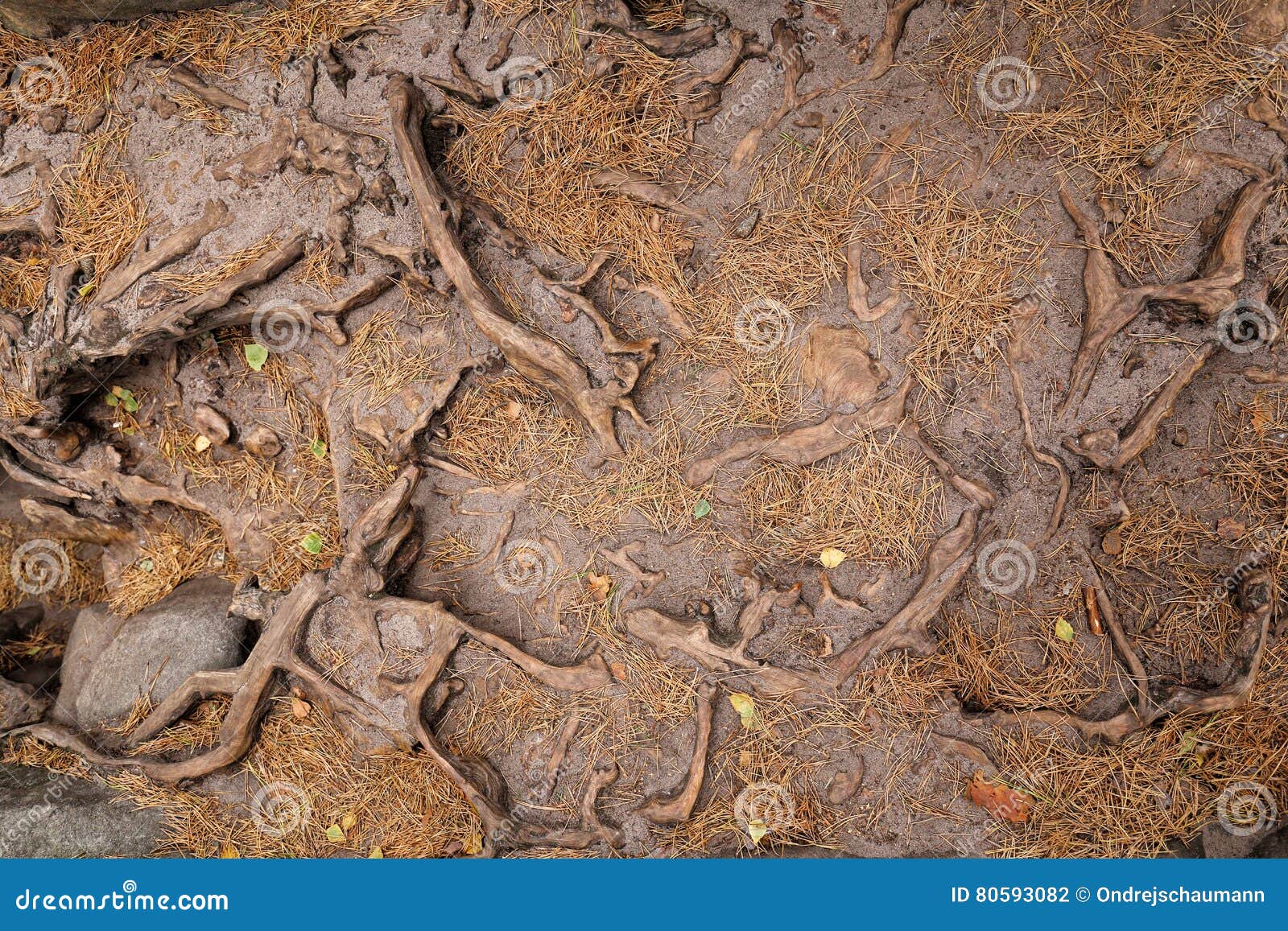 Tree roots in the dirt stock photo. Image of granite - 80593082