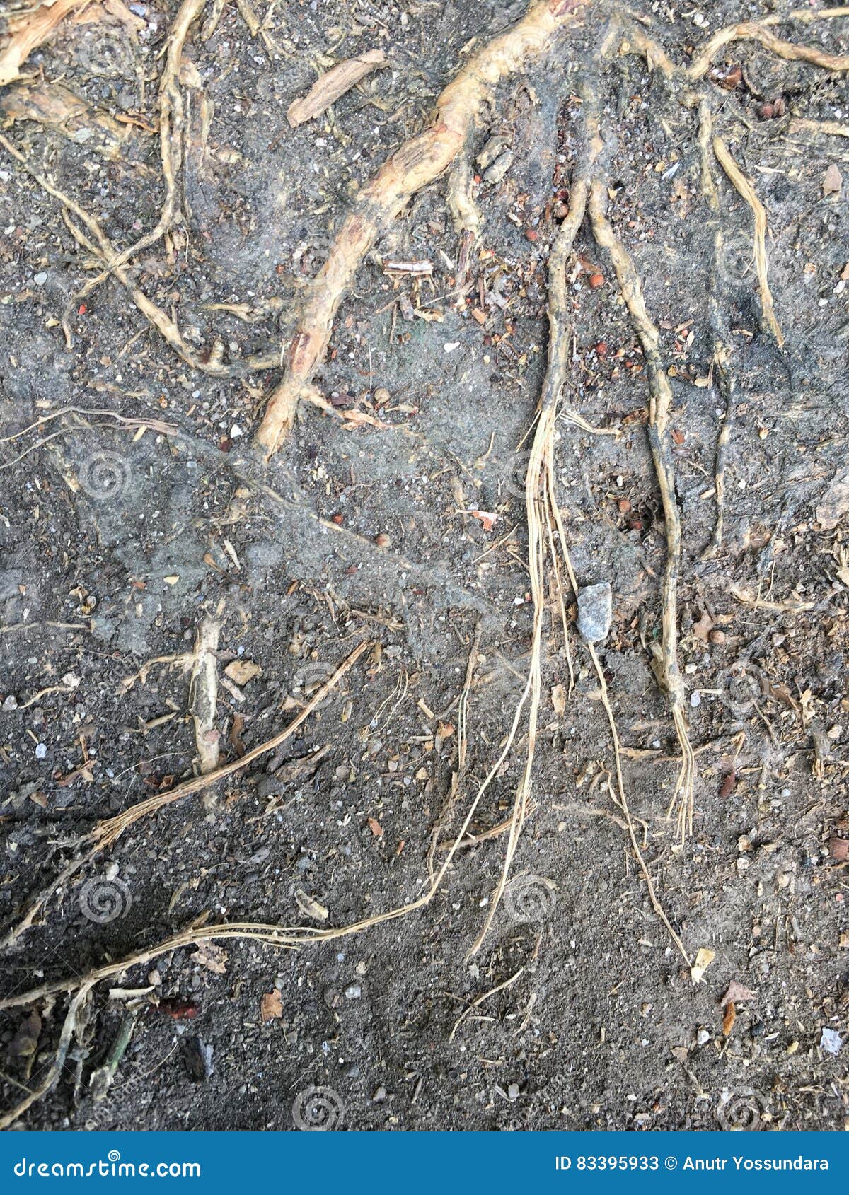 Tree Roots on Dirt for Texture and Background. Stock Image - Image of ...