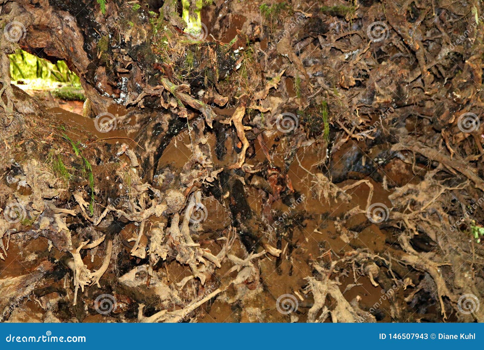 Bottom View of Root System of Large Fallen Tree Stock Image - Image of ...