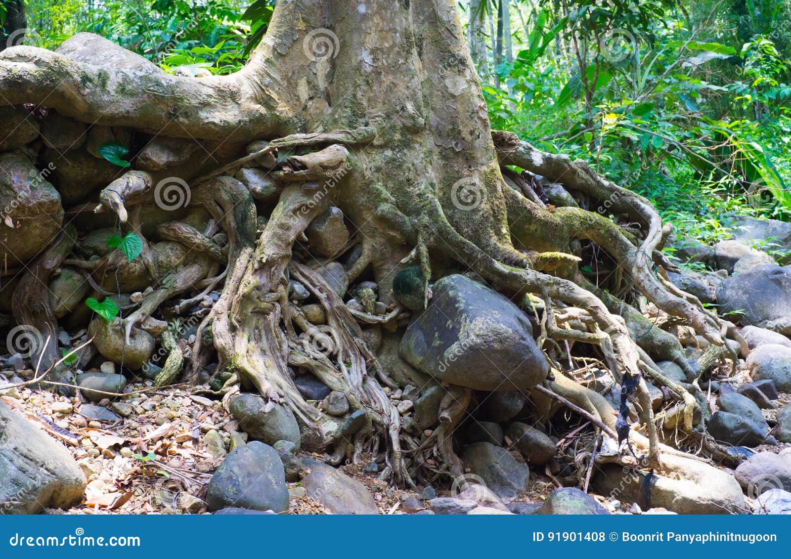 Tree roots stock photo. Image of river, stream, strength - 91901408