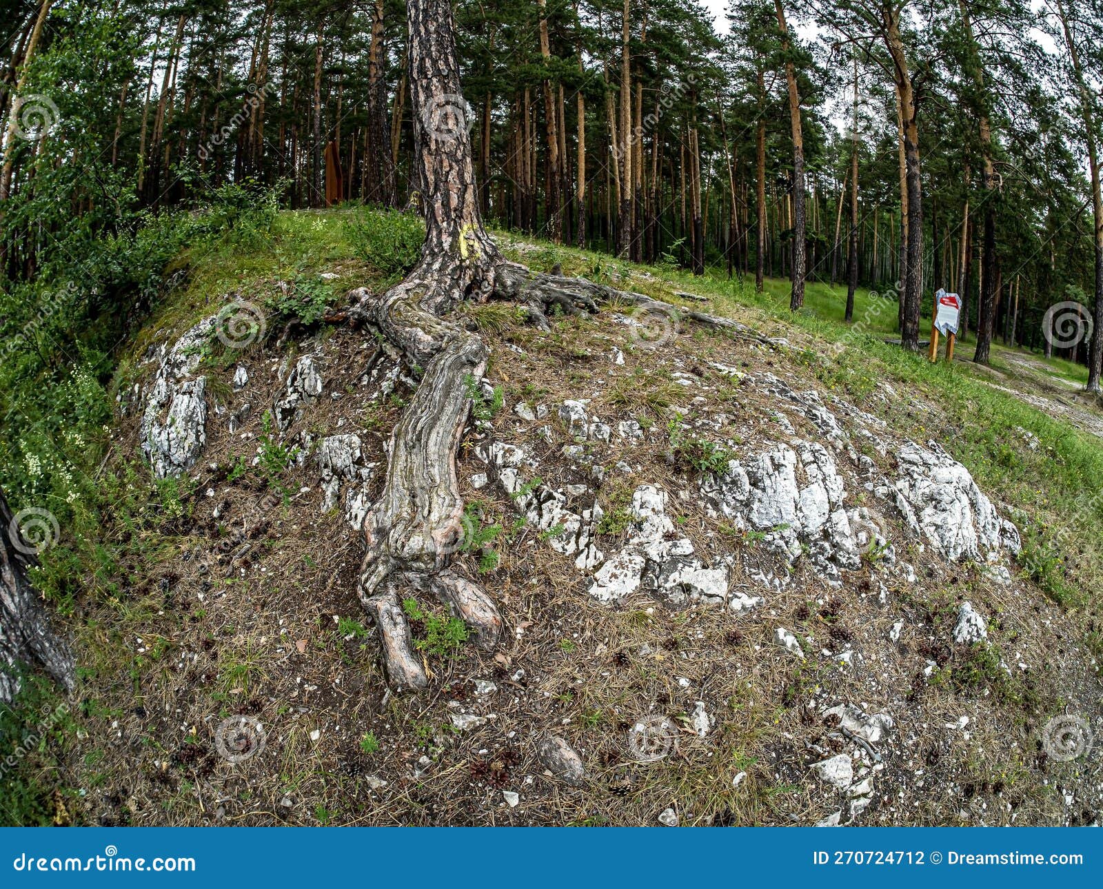 Tree Roots on the Edge of a Stone Hill in the Forest Stock Photo ...
