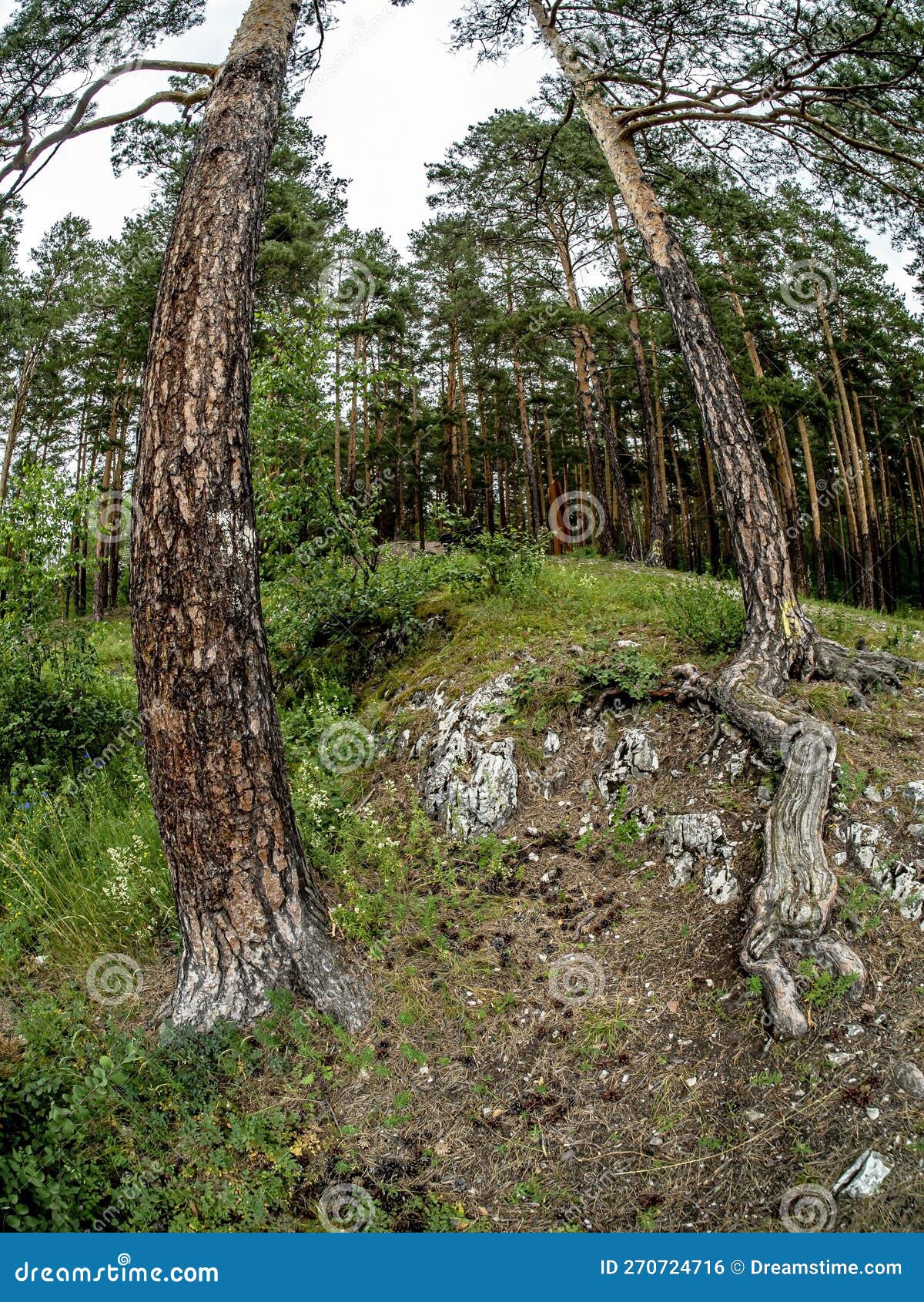 Tree Roots on the Edge of a Stone Hill in the Forest Stock Photo ...