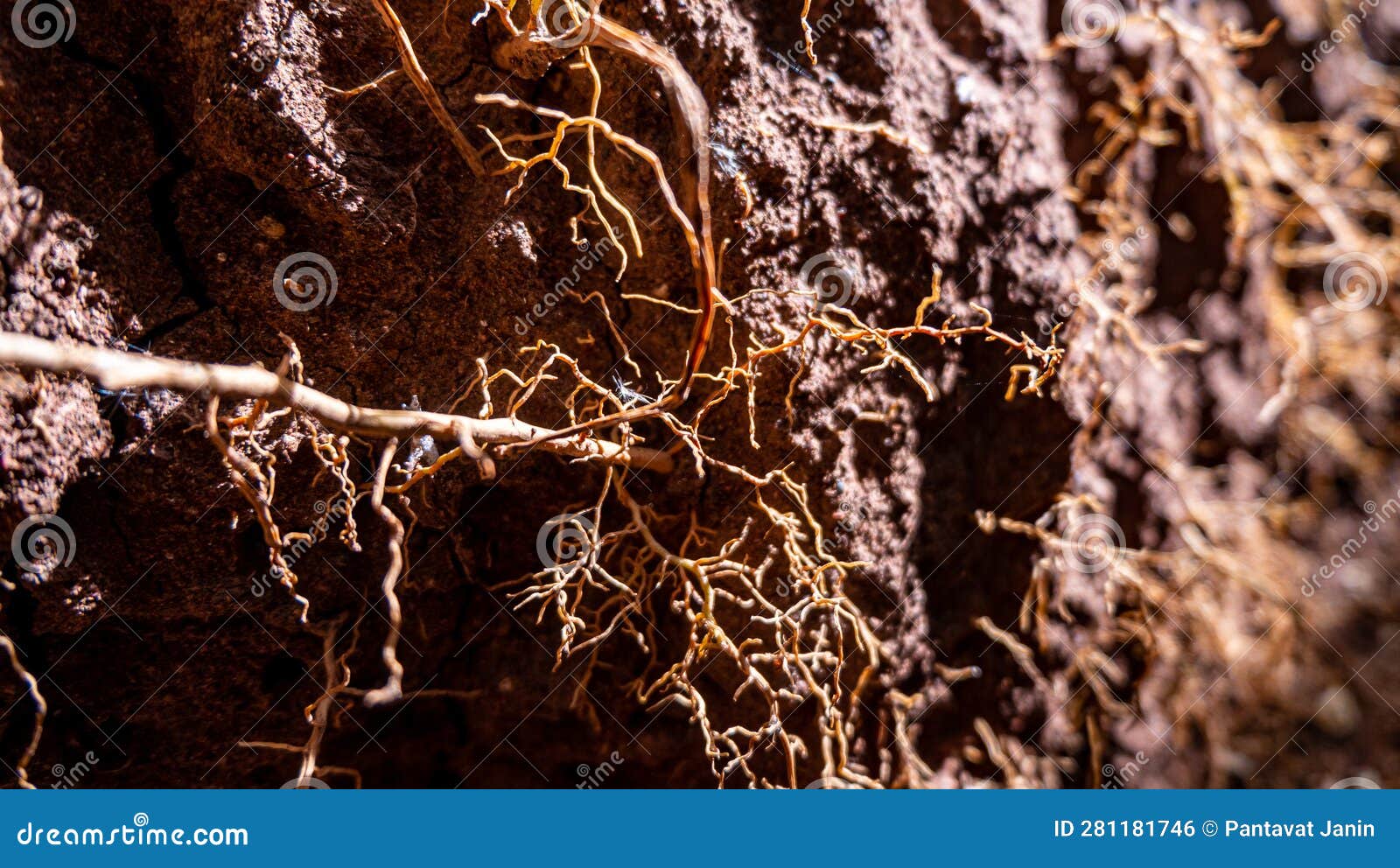 Tree Roots are Emerging from the Ground Stock Photo - Image of graphic ...