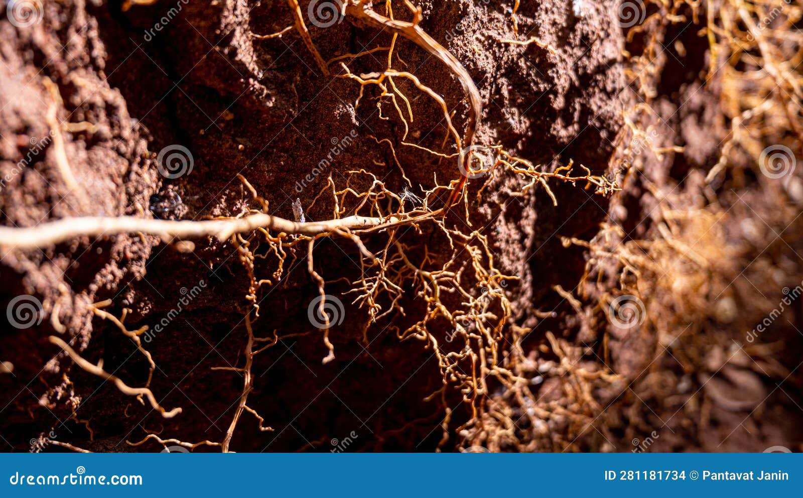 Tree Roots are Emerging from the Ground Stock Photo - Image of forest ...