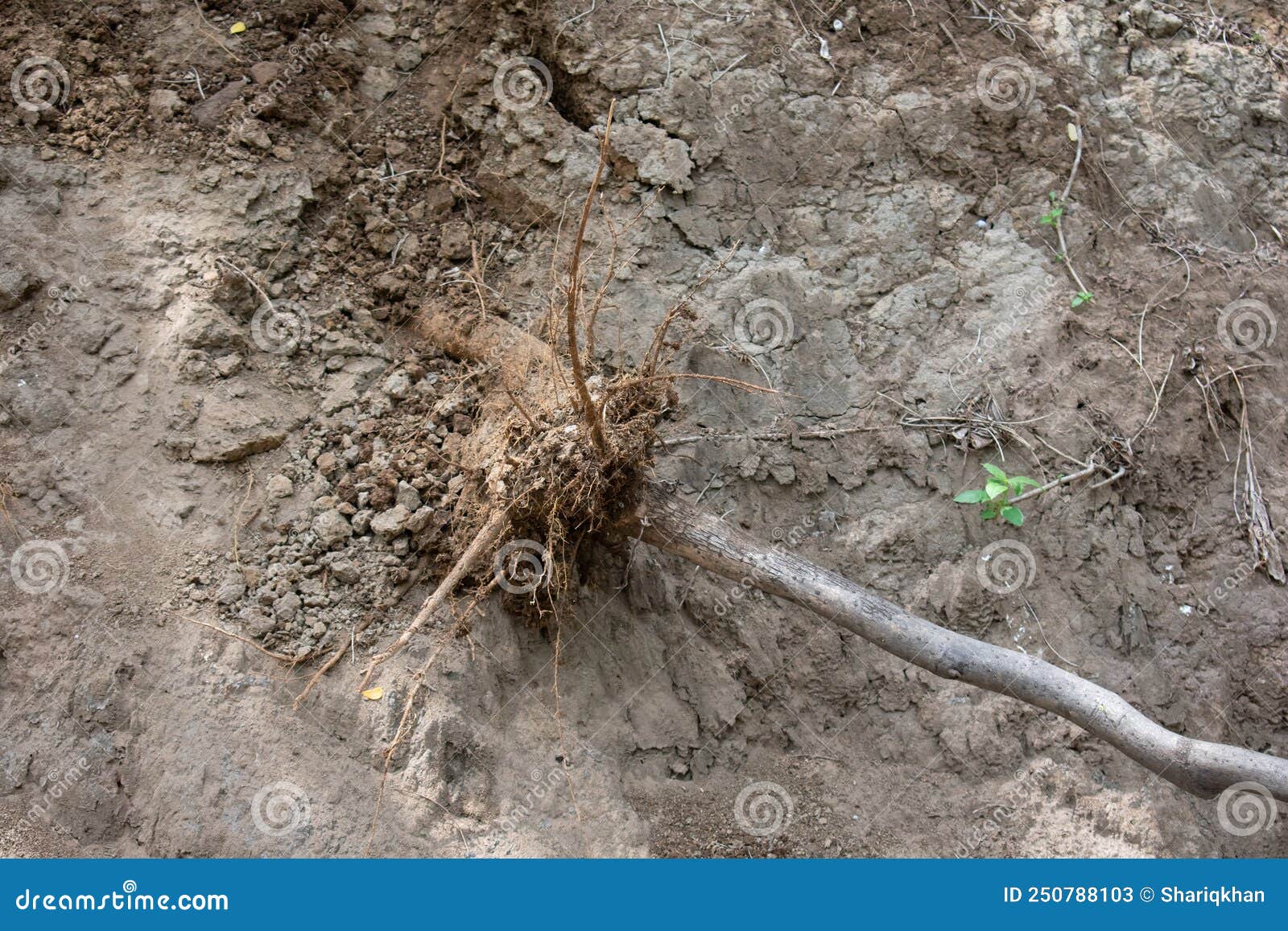 Tree Roots Emerging Out of Earth after De Rooting of Tree Stock Image ...