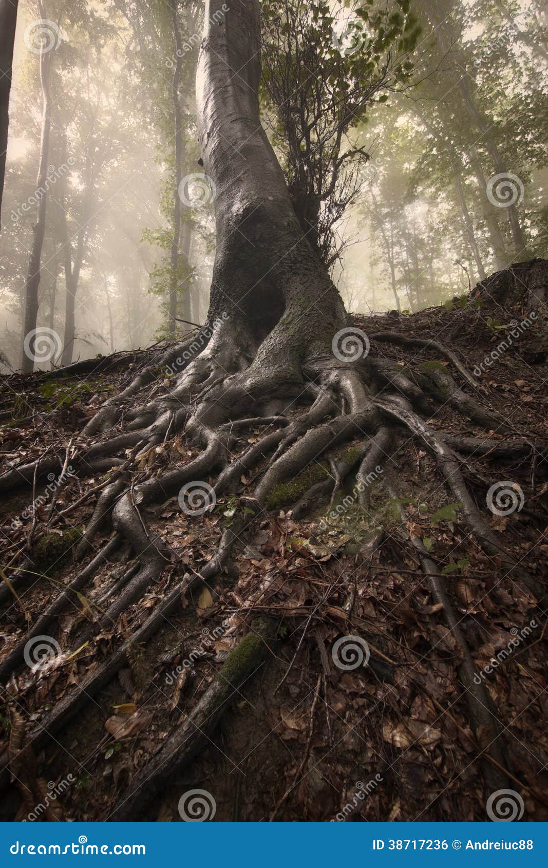 Tree with Roots in a Enchanted Mysterious Forest Stock Photo - Image of ...
