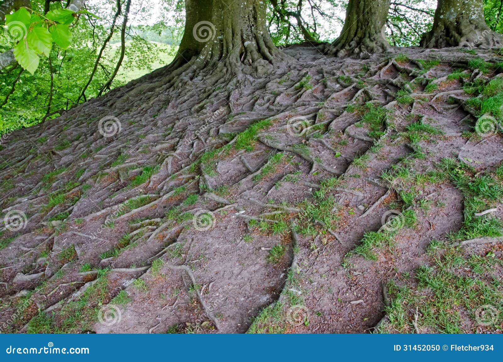 Tree roots, England stock photo. Image of spreading, ground - 31452050