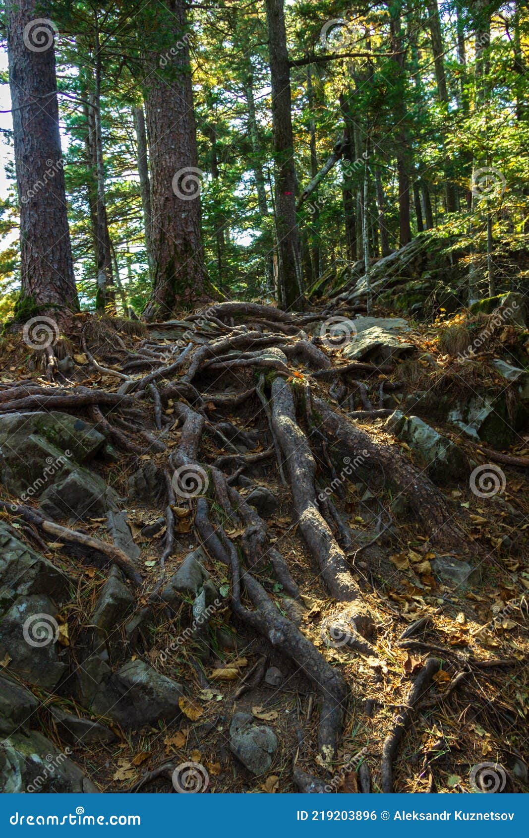 Tree Roots Entangle the Trail. Stock Photo - Image of autumn, tree ...