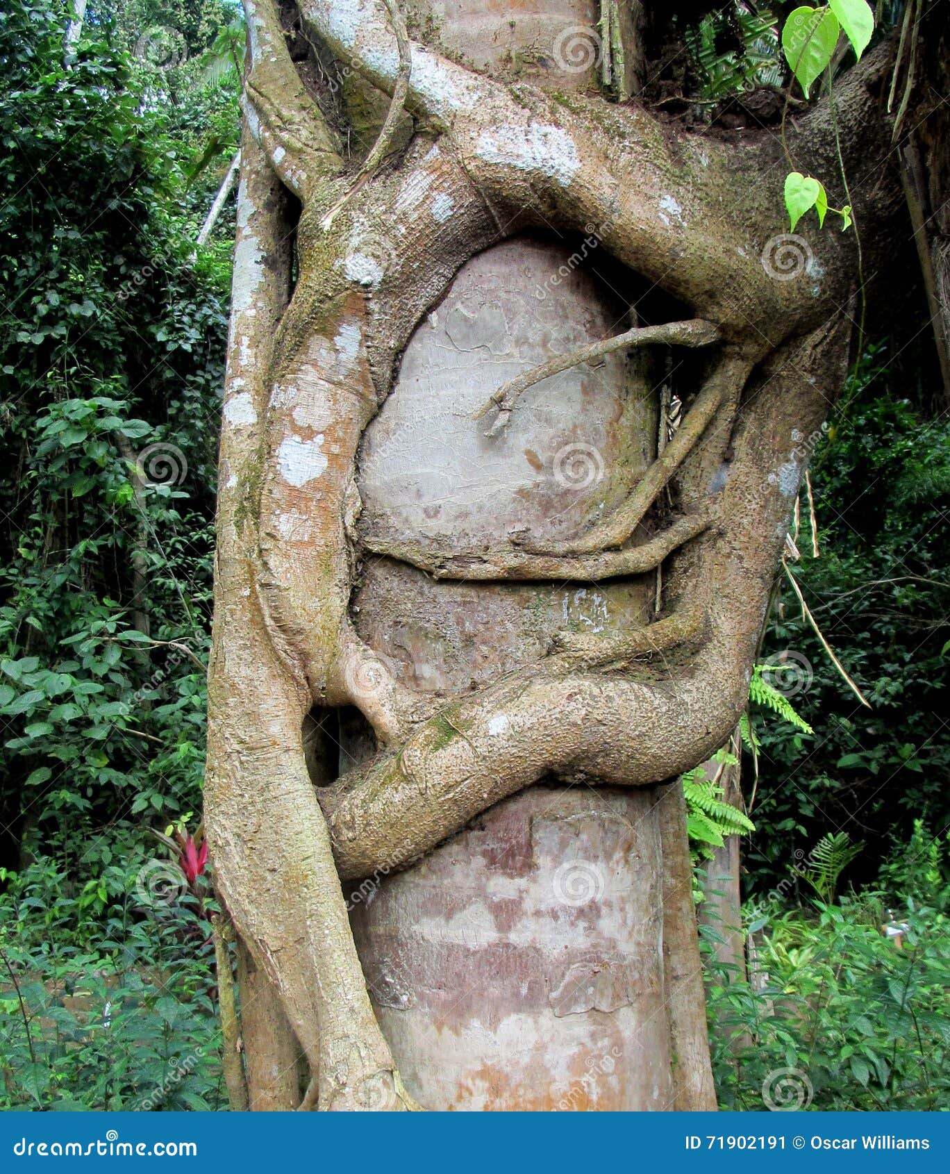 Tree roots entangled. stock image. Image of growing, tree - 71902191