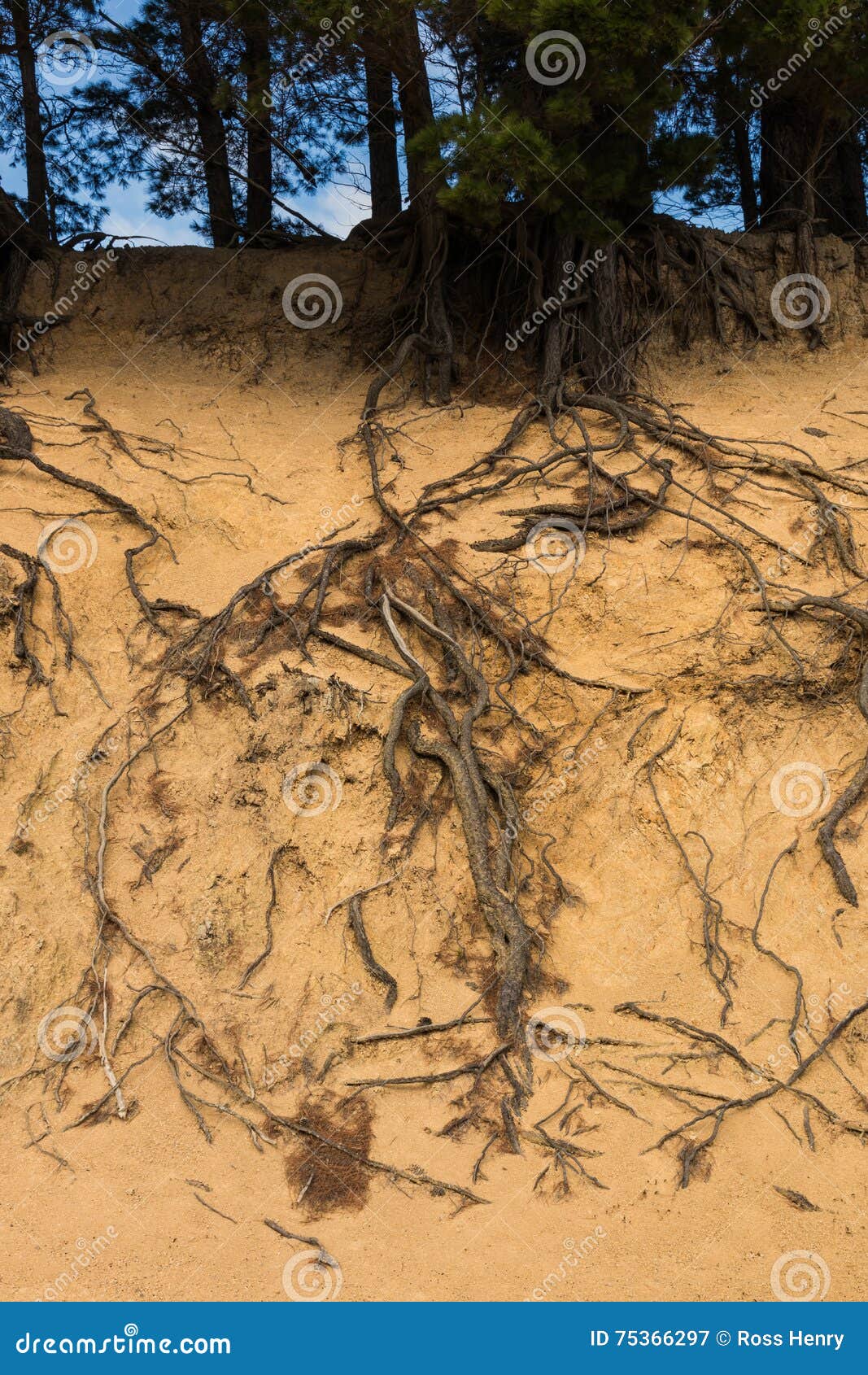 Tree Roots Erosion stock image. Image of nature, underground - 75366297