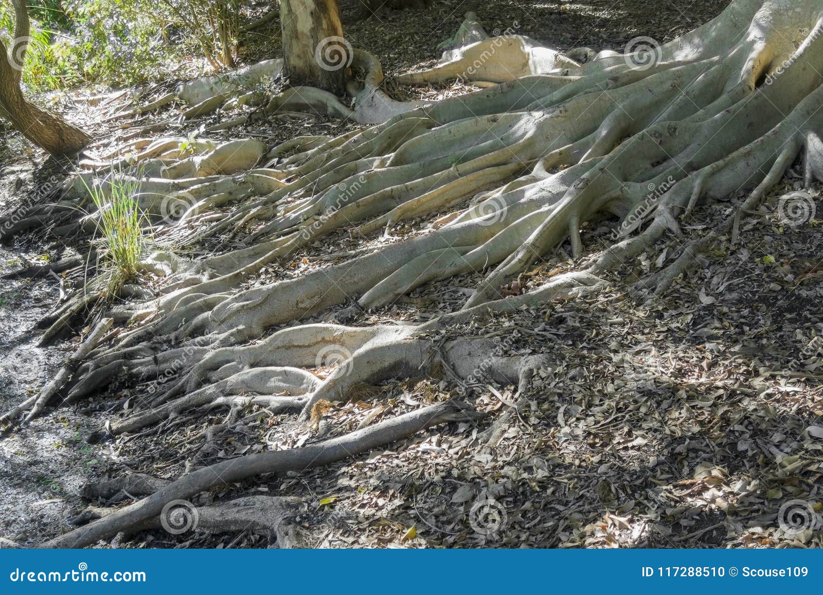 Tree Roots Exposed Above Ground Stock Photo - Image of exposed, ecology ...