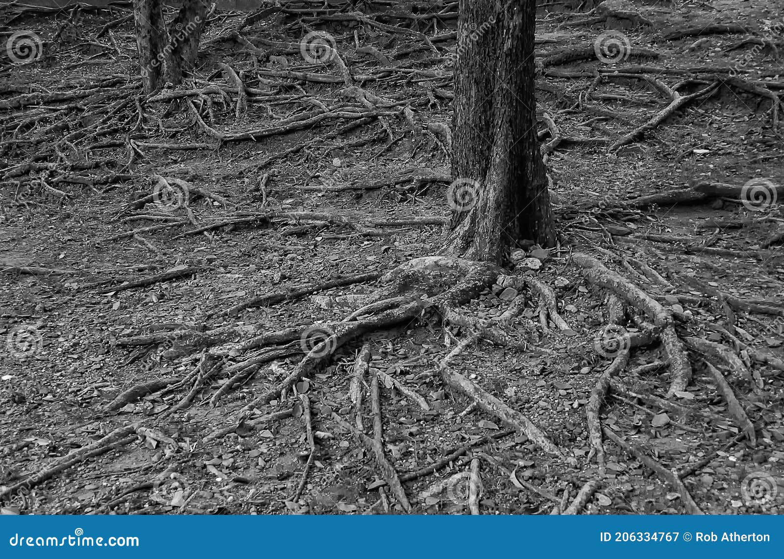 Tree Roots Exposed Above the Ground Stock Image - Image of black ...