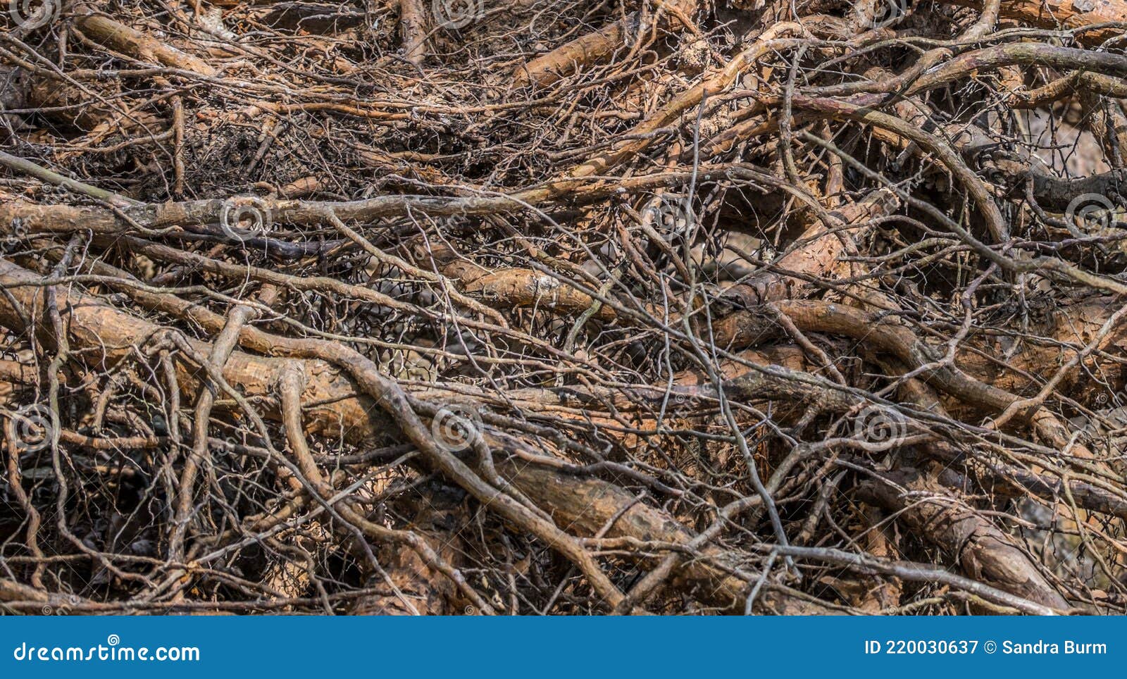 Tree roots exposed closeup stock image. Image of nature - 220030637