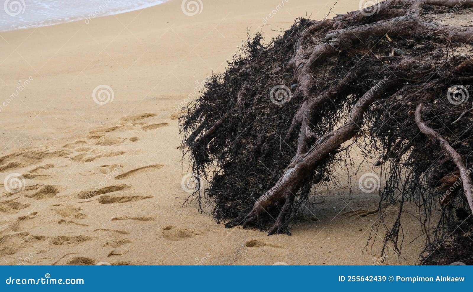 Tree Roots Exposed at the Coastline, the Coastline is Affected by Sea ...
