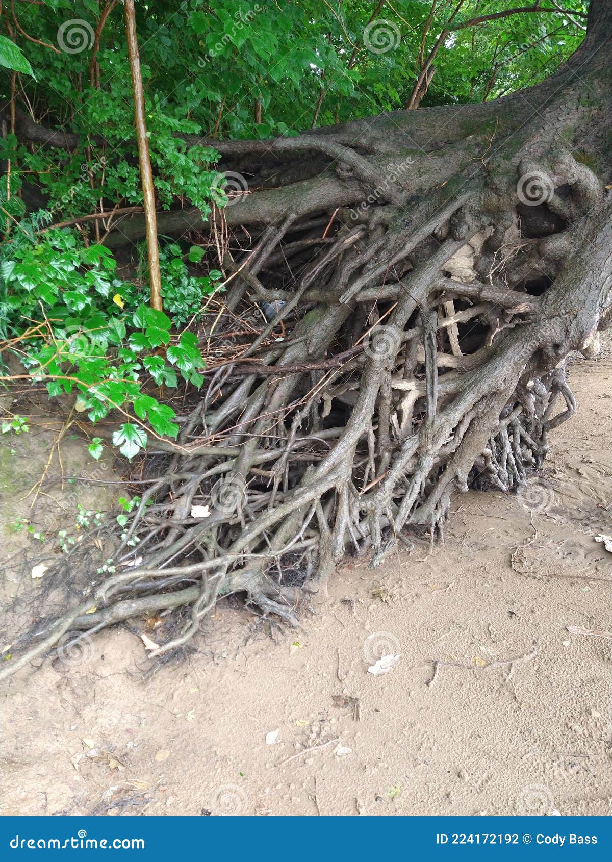 Tree Roots Exposed Erosion stock photo. Image of trunk - 224172192