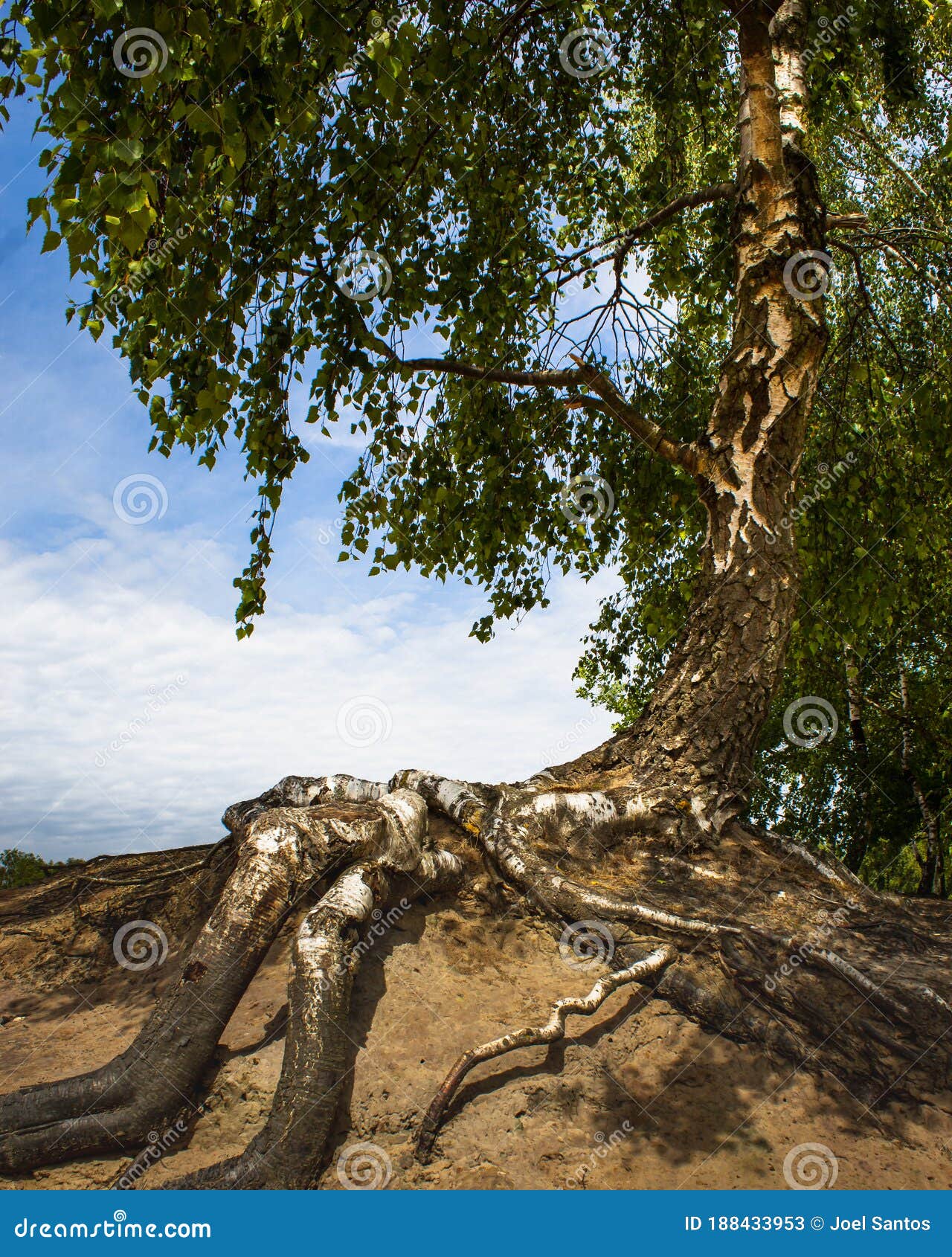Tree Roots Exposed by Erosion of the Soil Stock Image - Image of ...
