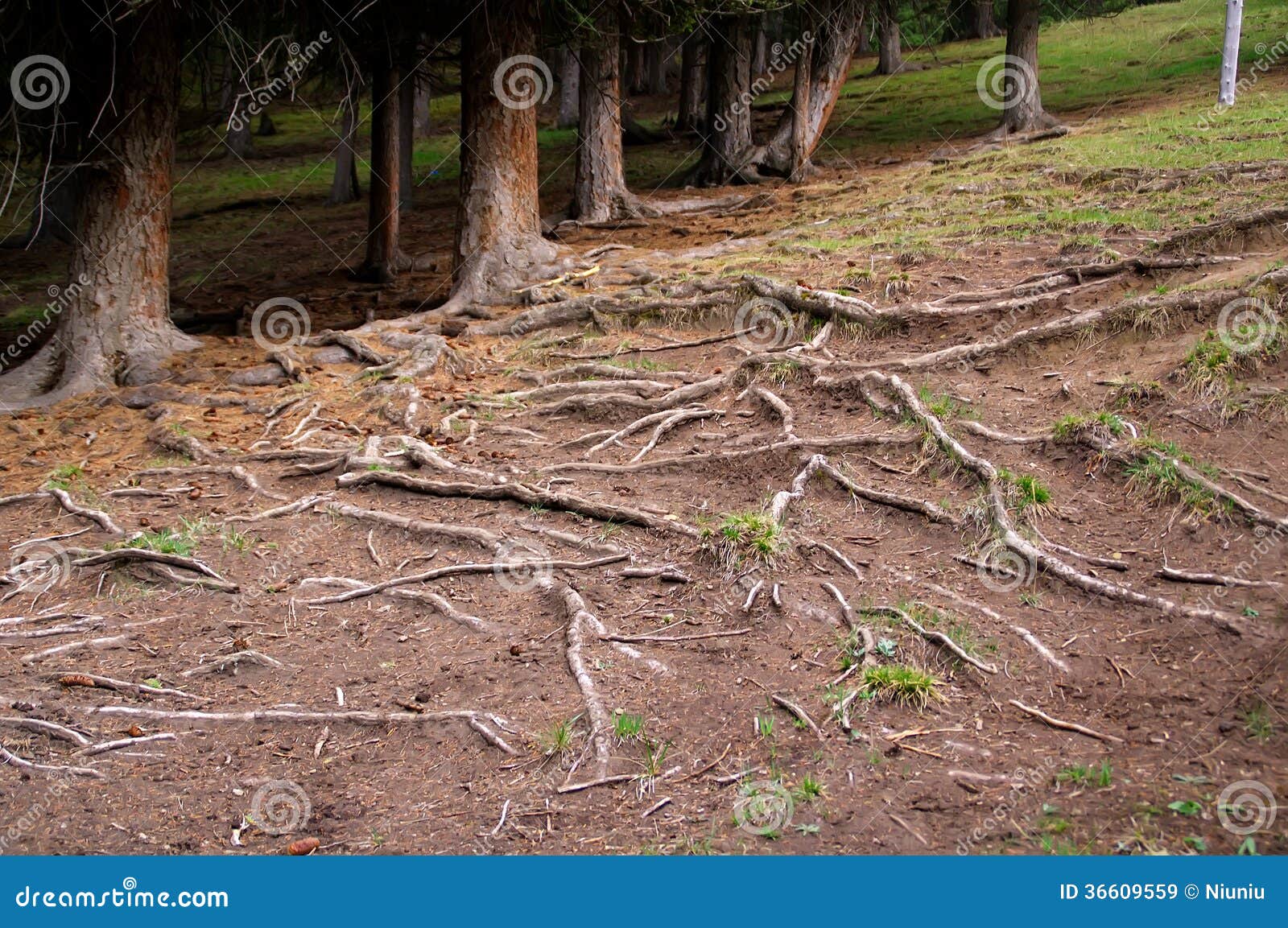 Tree Roots Exposed on the Ground Stock Image - Image of ground, gnarled ...