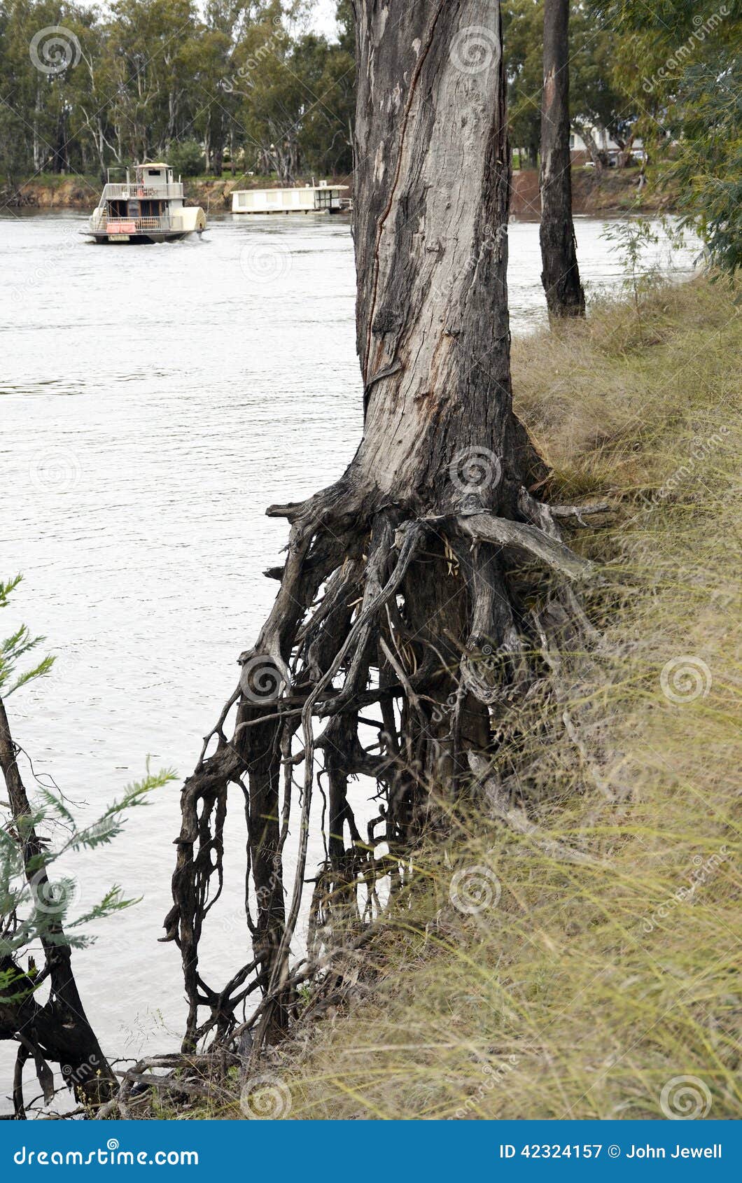 Tree. stock image. Image of dangerous, branches, bank - 42324157