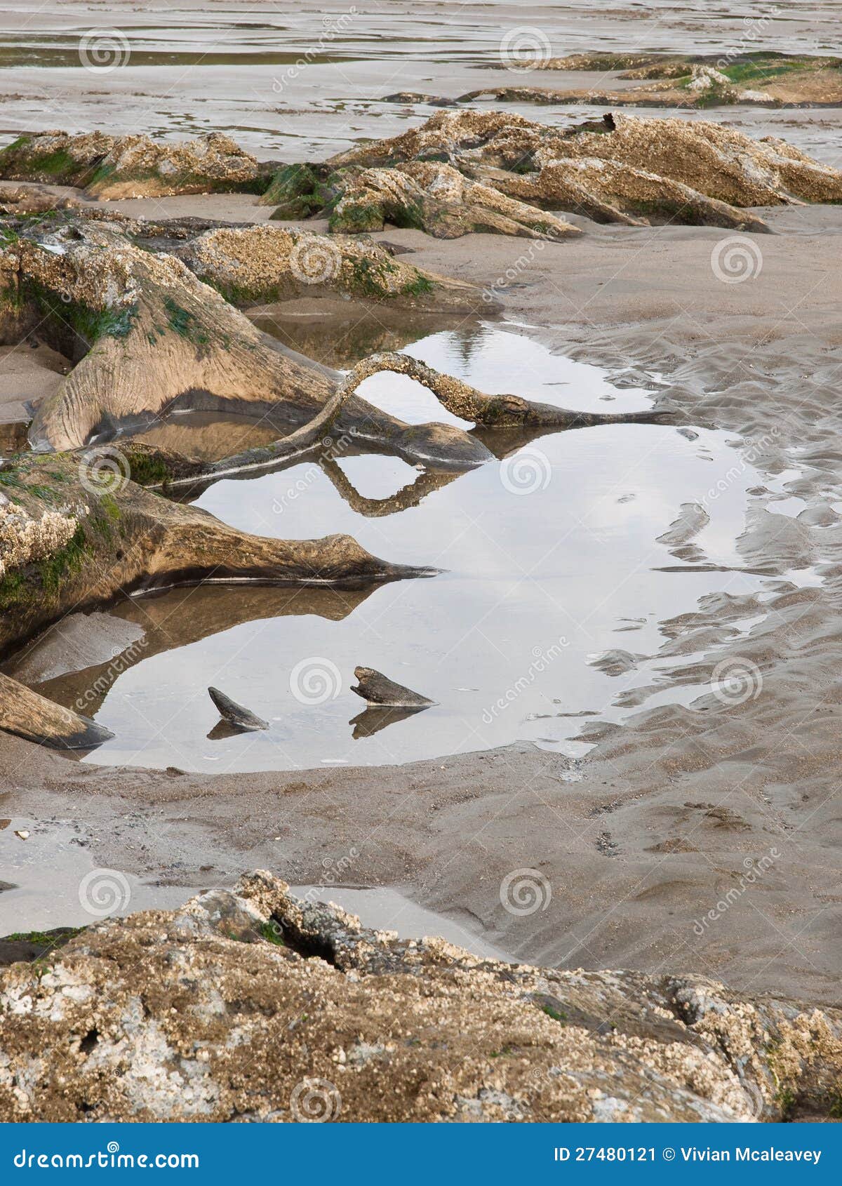 Tree Roots Exposed on Sandy Ocean Beach Stock Image - Image of bury ...
