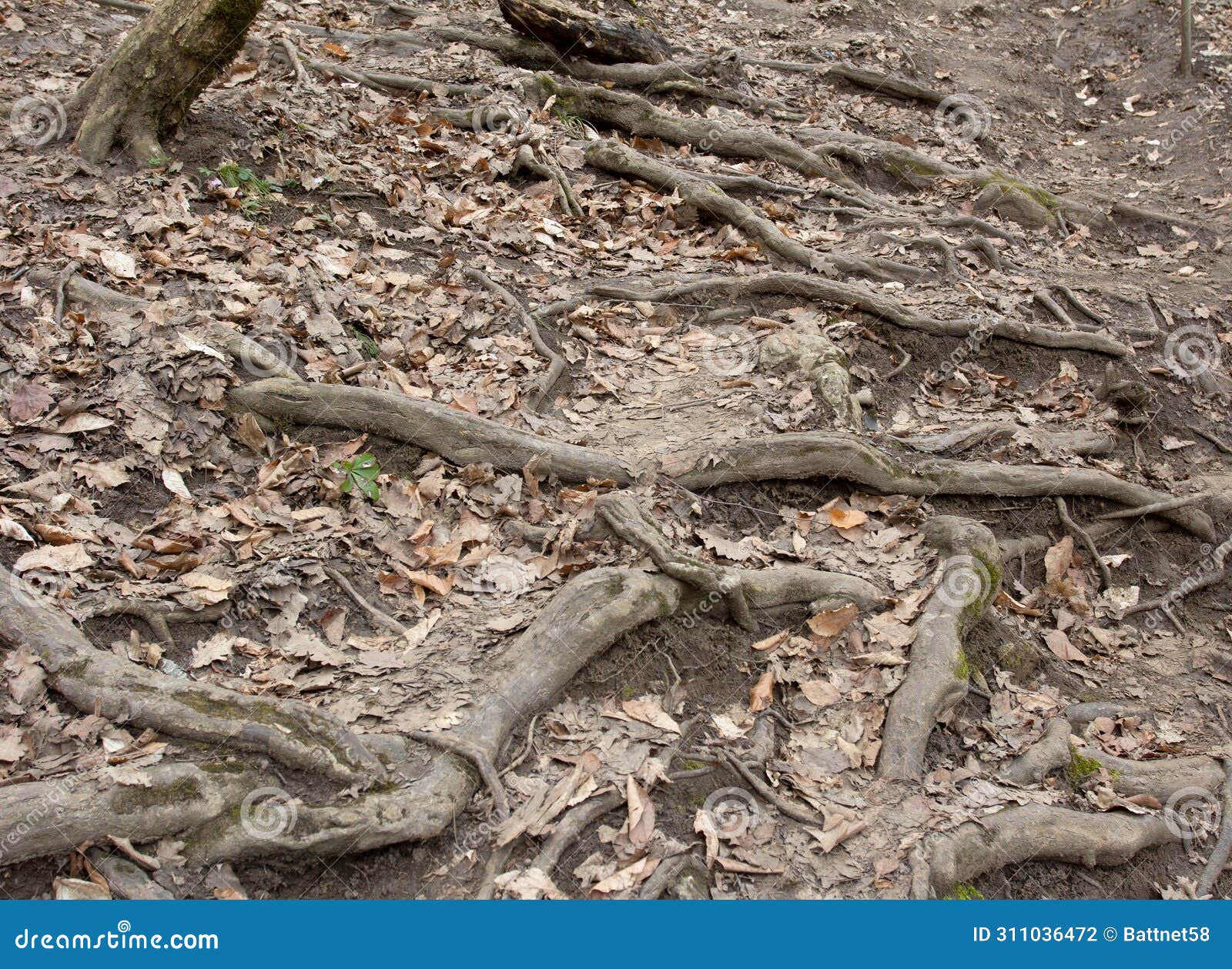 Tree Roots Exposed on the Surface of the Earth in a Nature Park on a ...