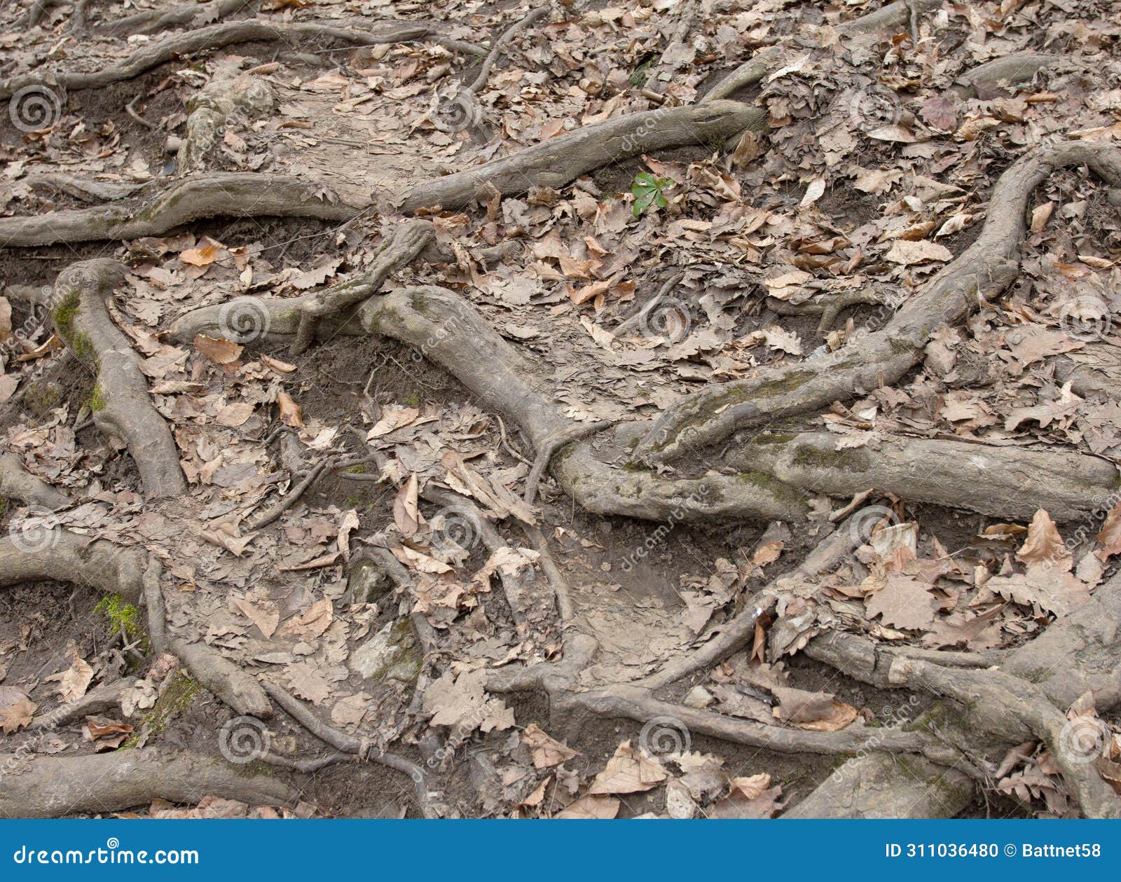 Tree Roots Exposed on the Surface of the Earth in a Nature Park on a ...