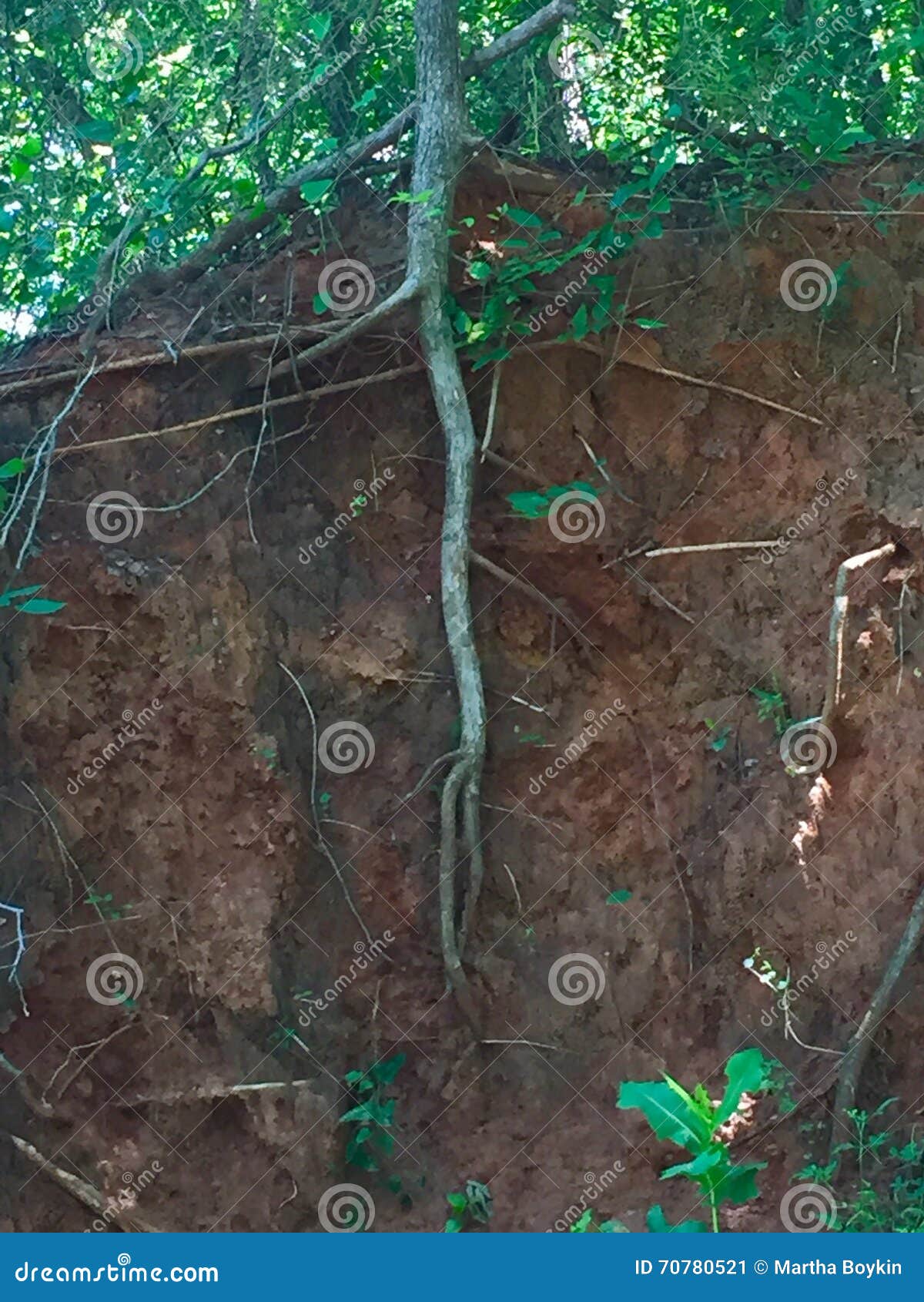 Tree roots stock image. Image of tree, weathering, roots - 70780521