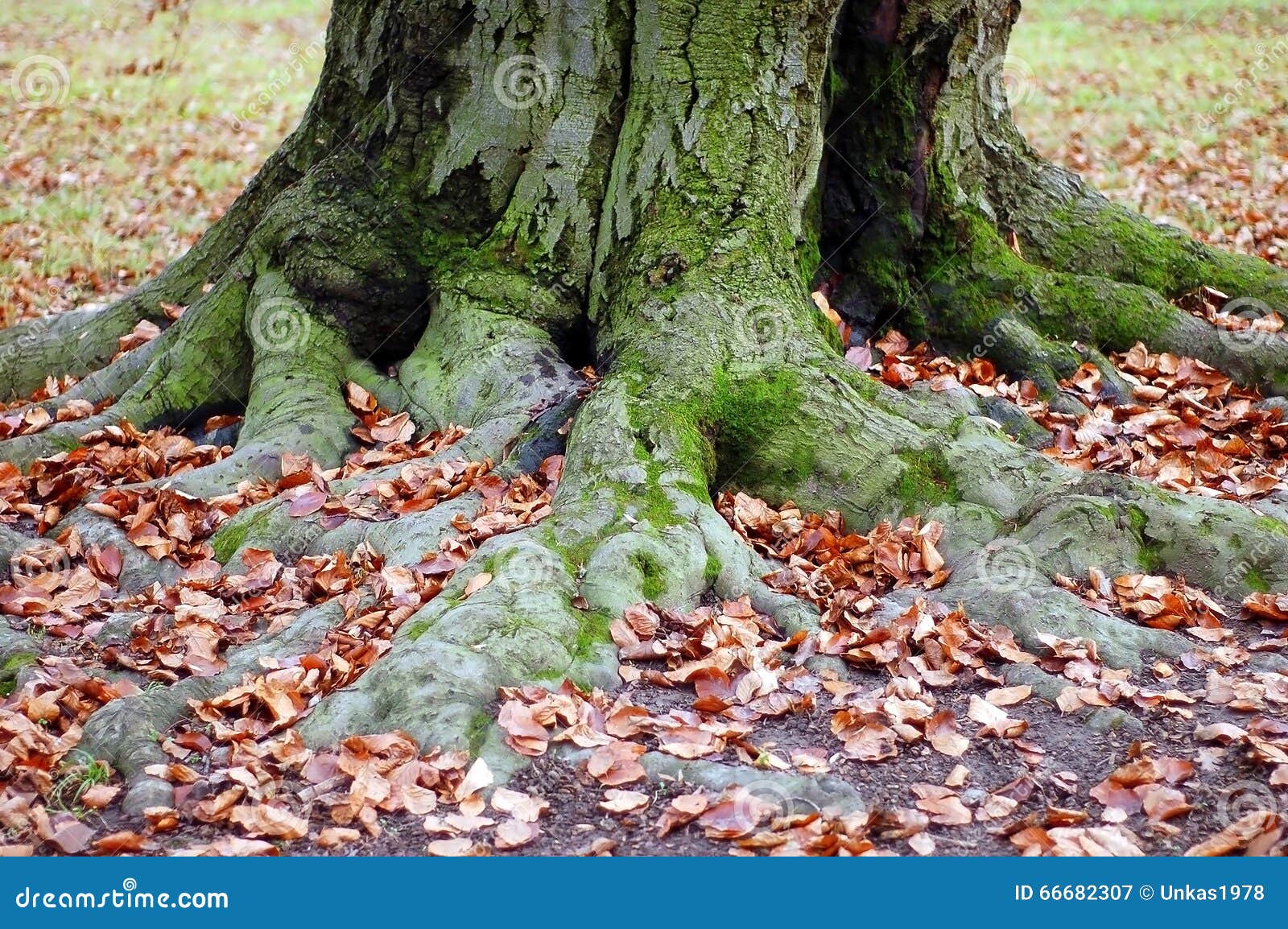 Tree roots and fall leaves stock image. Image of plant - 66682307