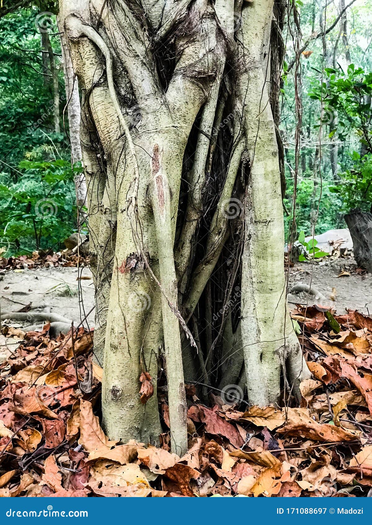 Tree Roots with Fallen Autumn Leaves Stock Image - Image of forest ...