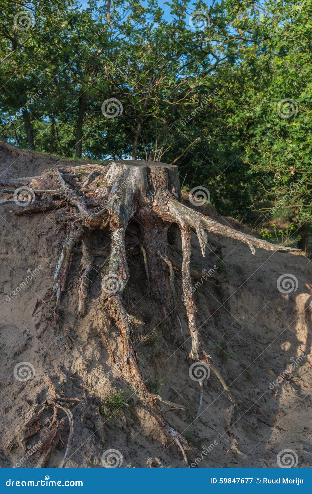 Tree Roots from a Felled Tree in a Sand Hill Stock Image - Image of ...