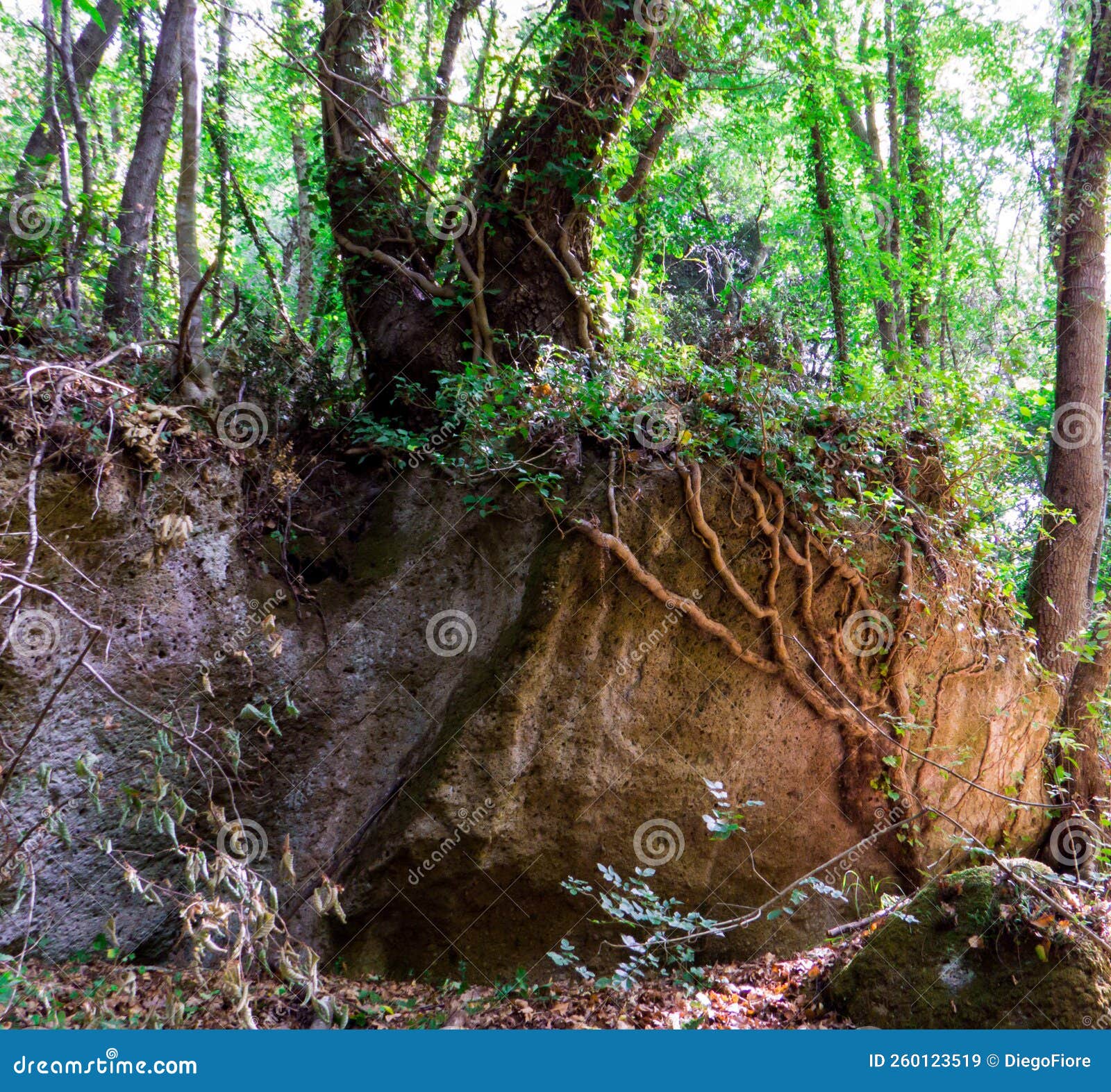 Tree Roots in Italy stock image. Image of huge, environment - 260123519
