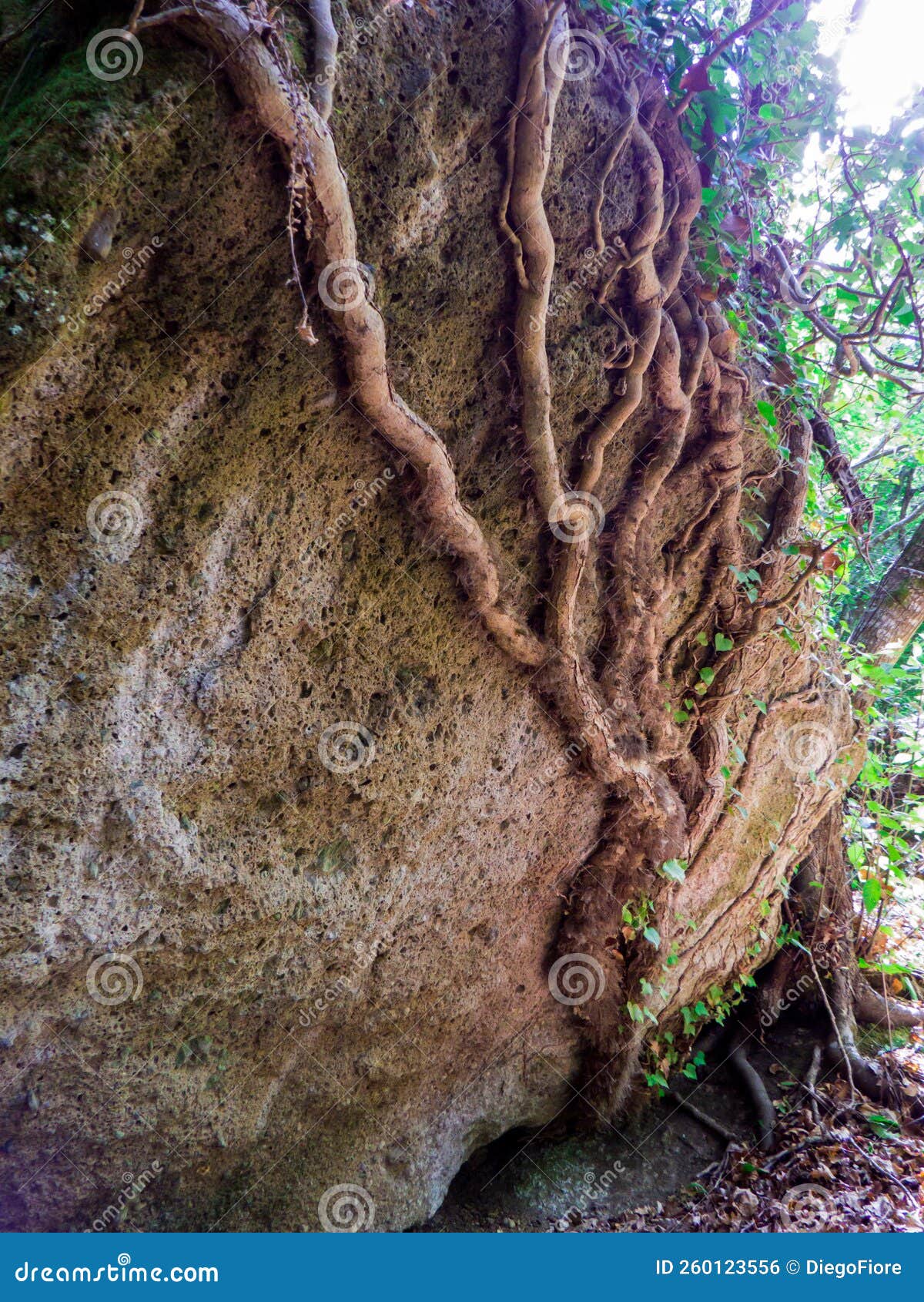 Tree Roots in Italy stock photo. Image of ecology, forest - 260123556