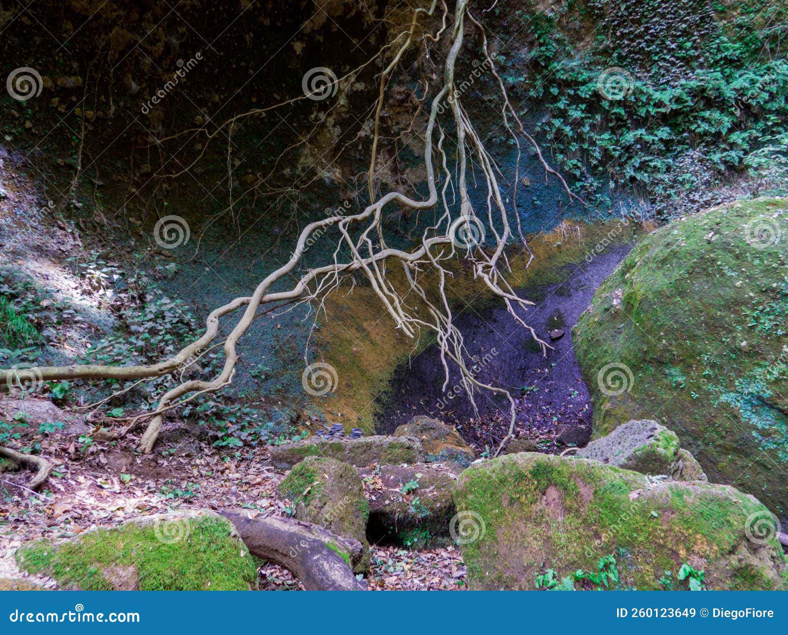Tree Roots in Italy stock image. Image of field, amazing - 260123649