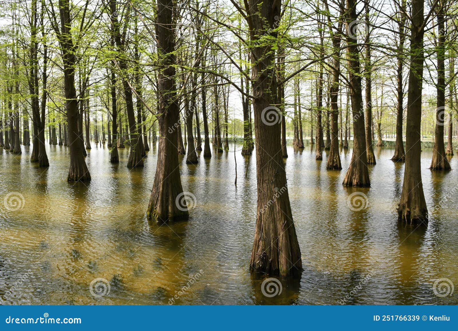Tree Roots in a Fir Forest Growing in Water Stock Image - Image of ...