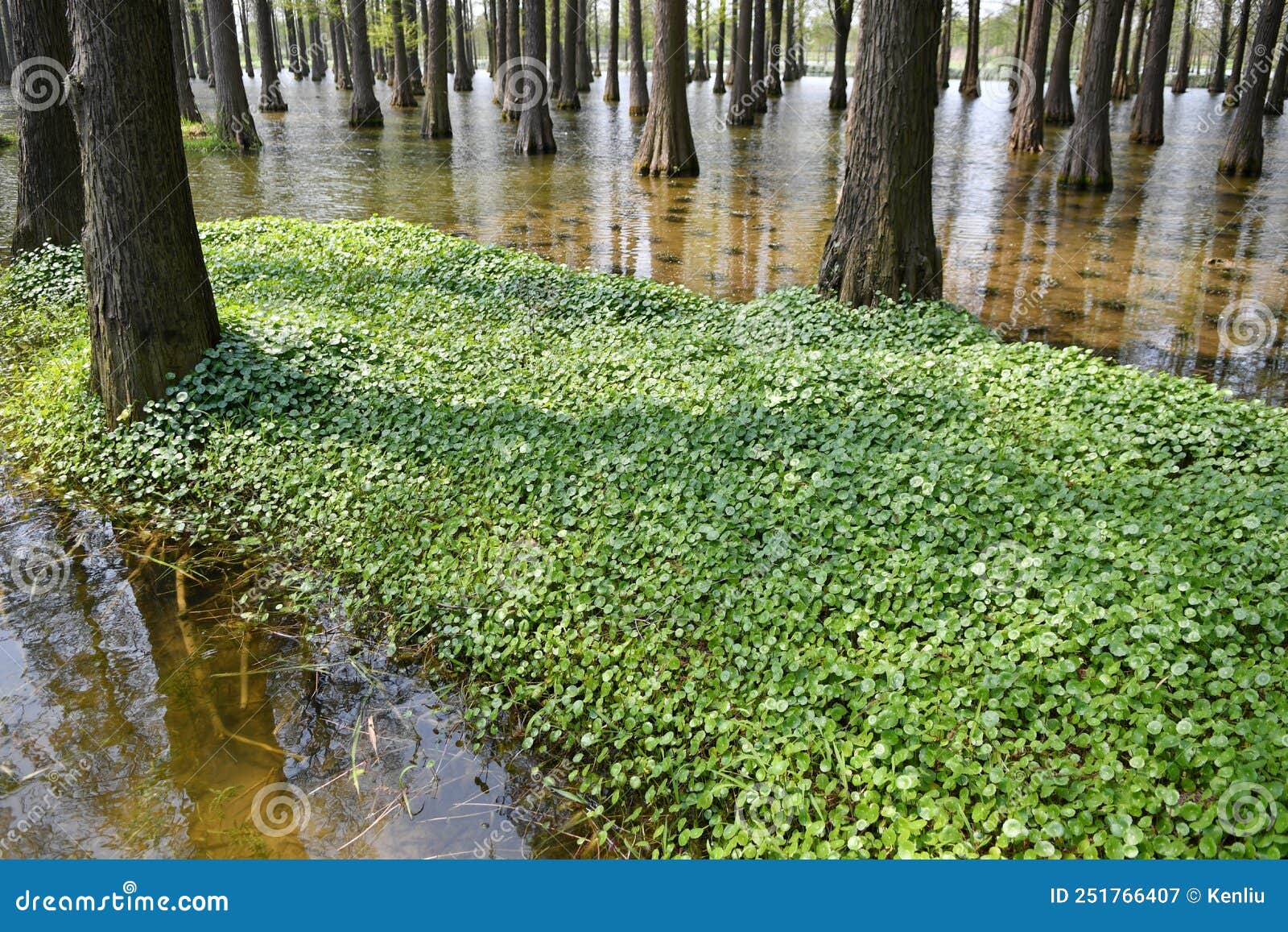 Tree Roots in a Fir Forest Growing in Water Stock Image - Image of ...