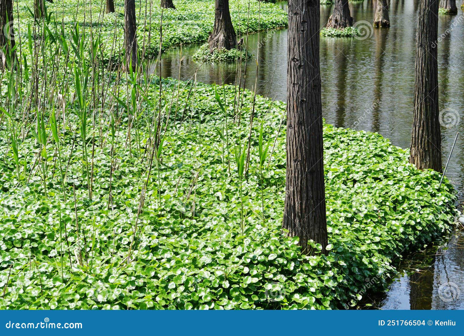 Tree Roots in a Fir Forest Growing in Water Stock Photo - Image of ...