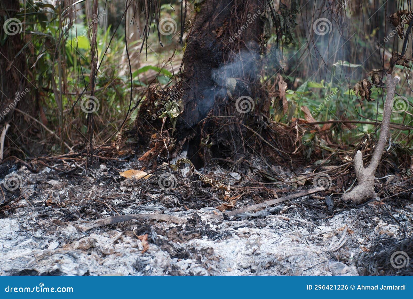 A Tree or the Roots of a Tree are on Fire. Stock Photo - Image of asia ...
