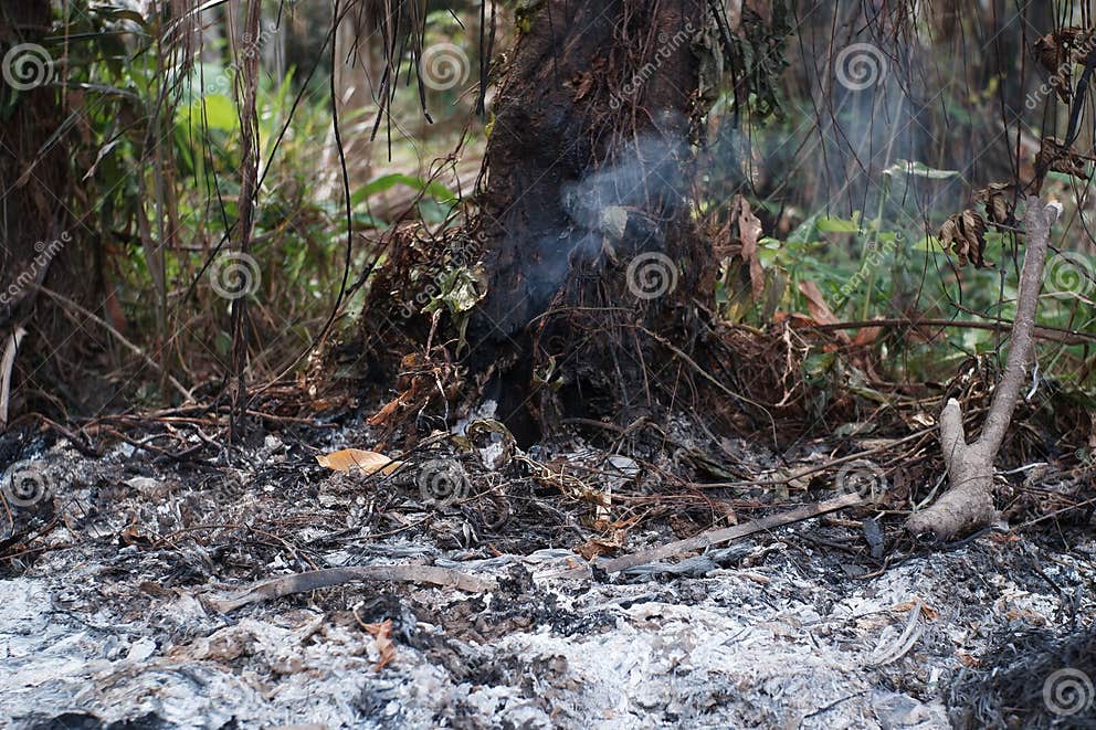 A Tree or the Roots of a Tree are on Fire. Stock Photo - Image of asia ...