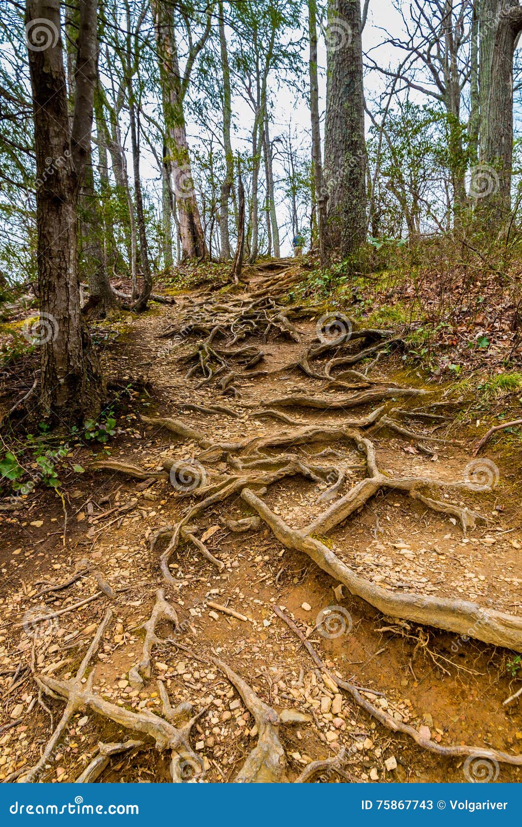 Tree Roots on the Footpath in Forest. Stock Image - Image of summer ...