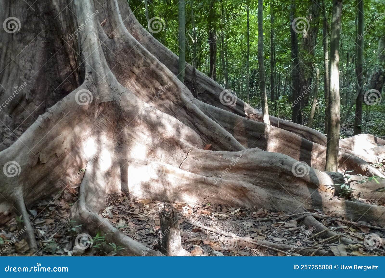 Close-up of Buttress Roots of a Rainforest Tree, Amazon Rainforest ...