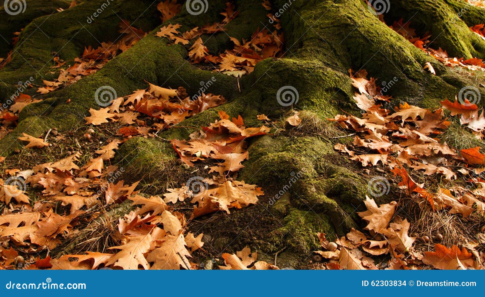 Tree roots stock photo. Image of contrast, ground, leaf - 62303834